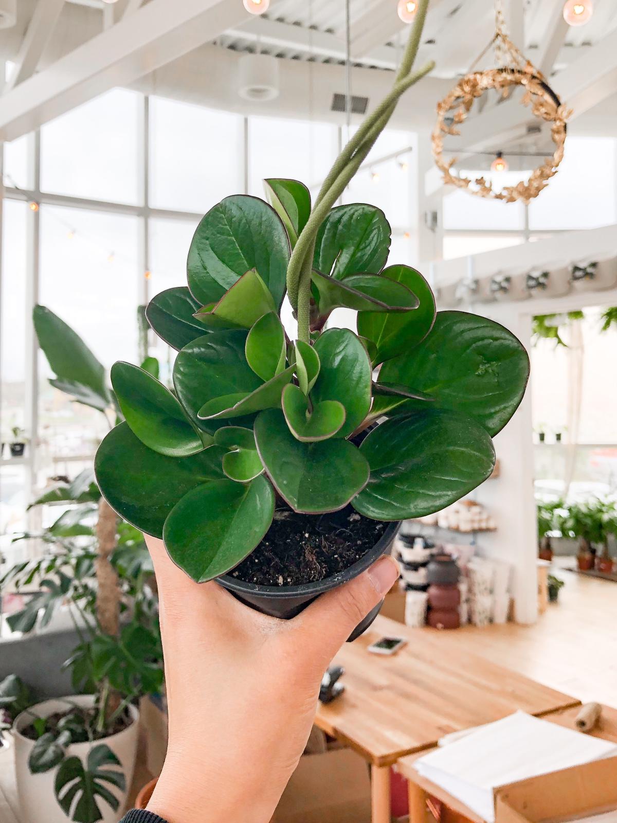 Peperomia Red Edge 4” | Botaniful