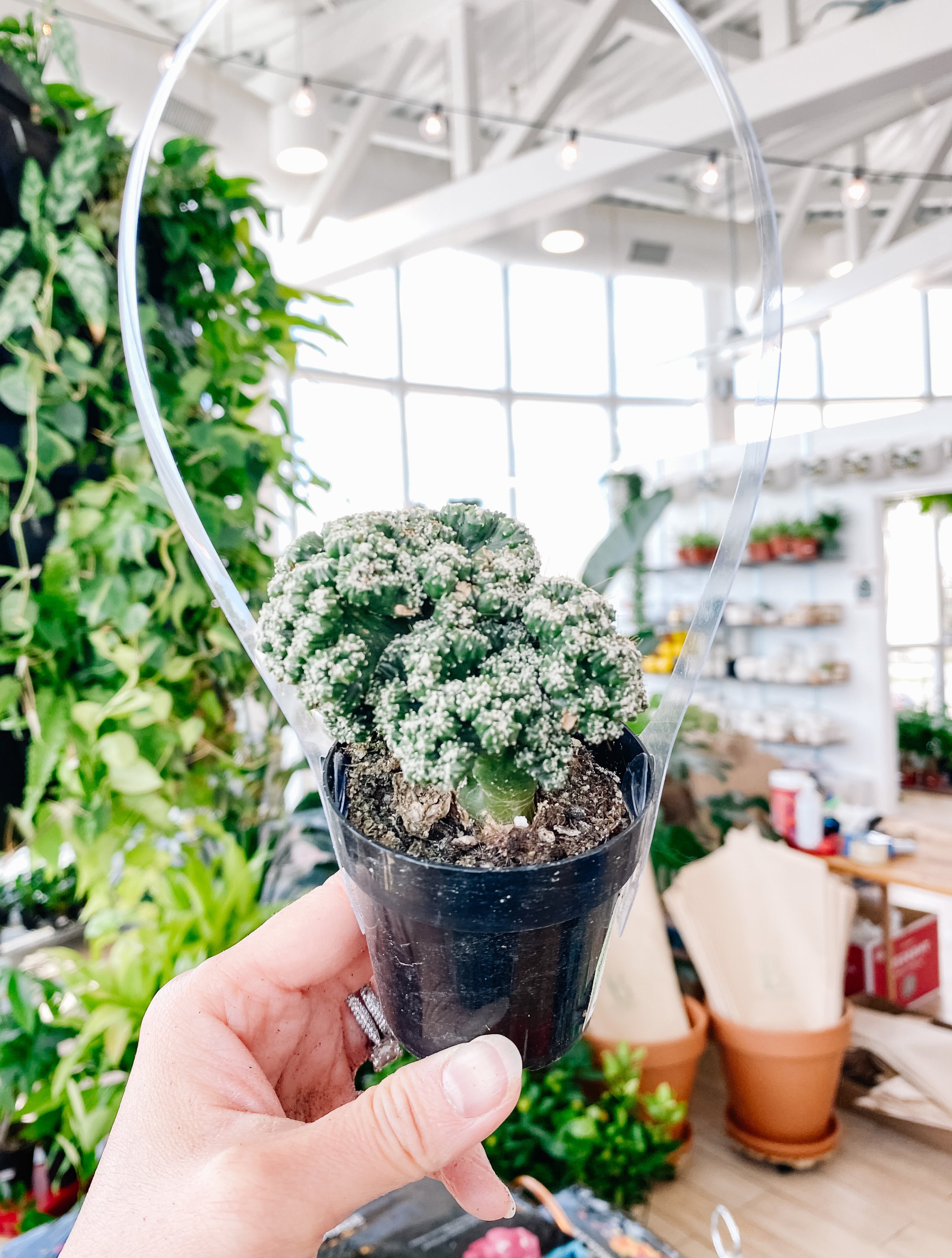 Cactus Curiosity Plant Mini 2.5" | Botaniful