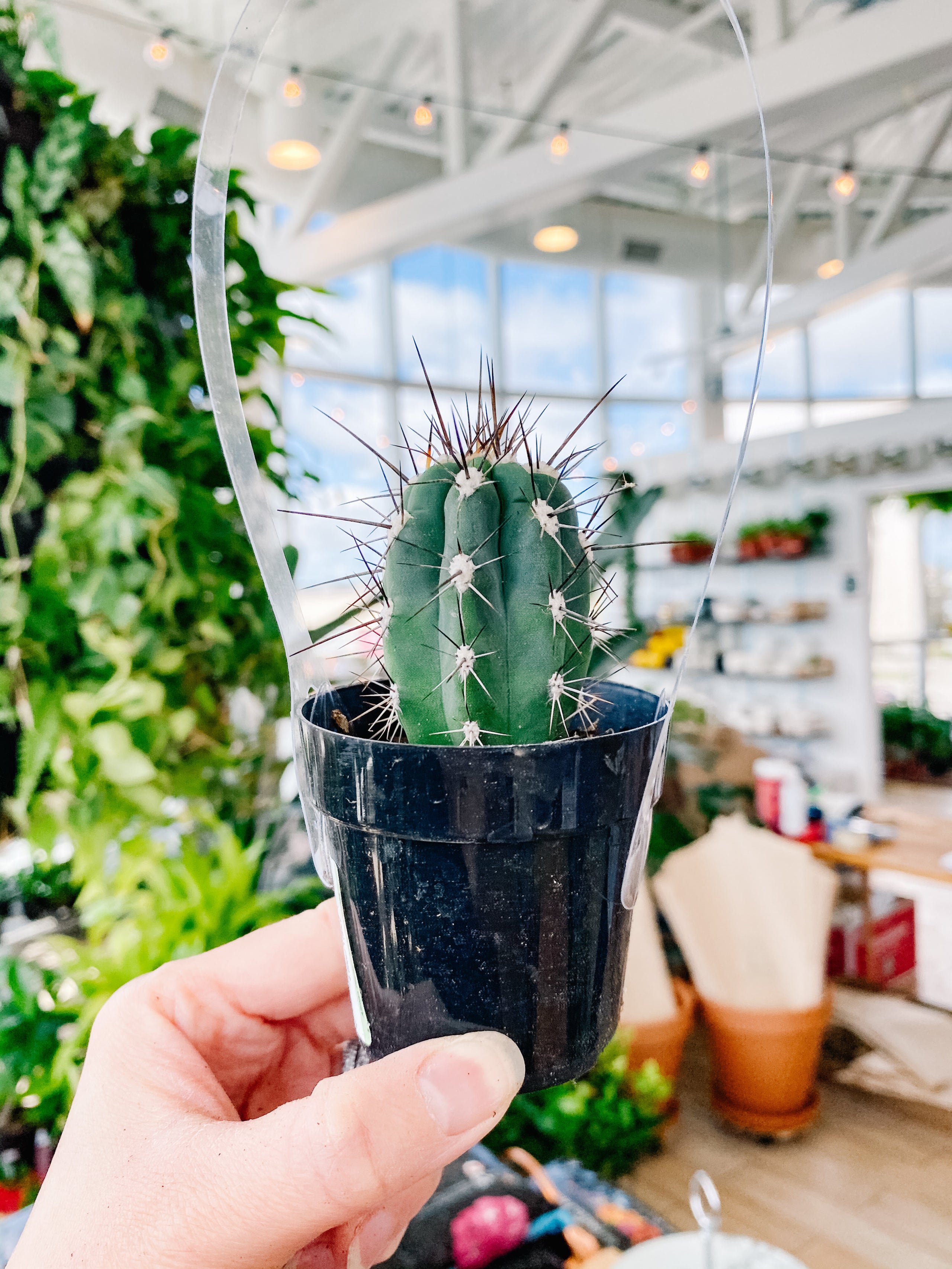 Cactus Toothpick (Stetsonia Coryne) 2.5" | Botaniful
