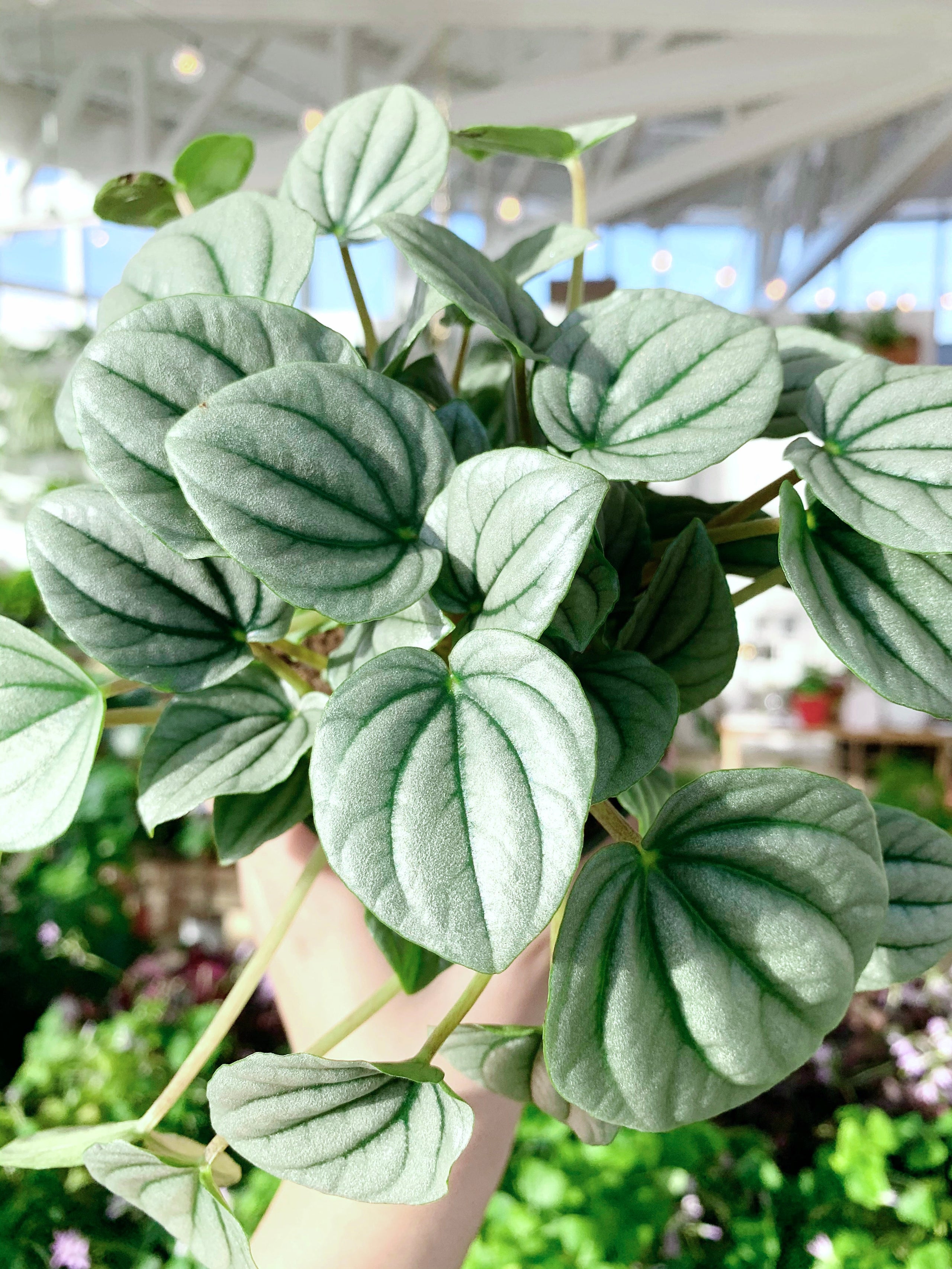 Peperomia Silver Ripple/ Frost (Caperata) | Botaniful