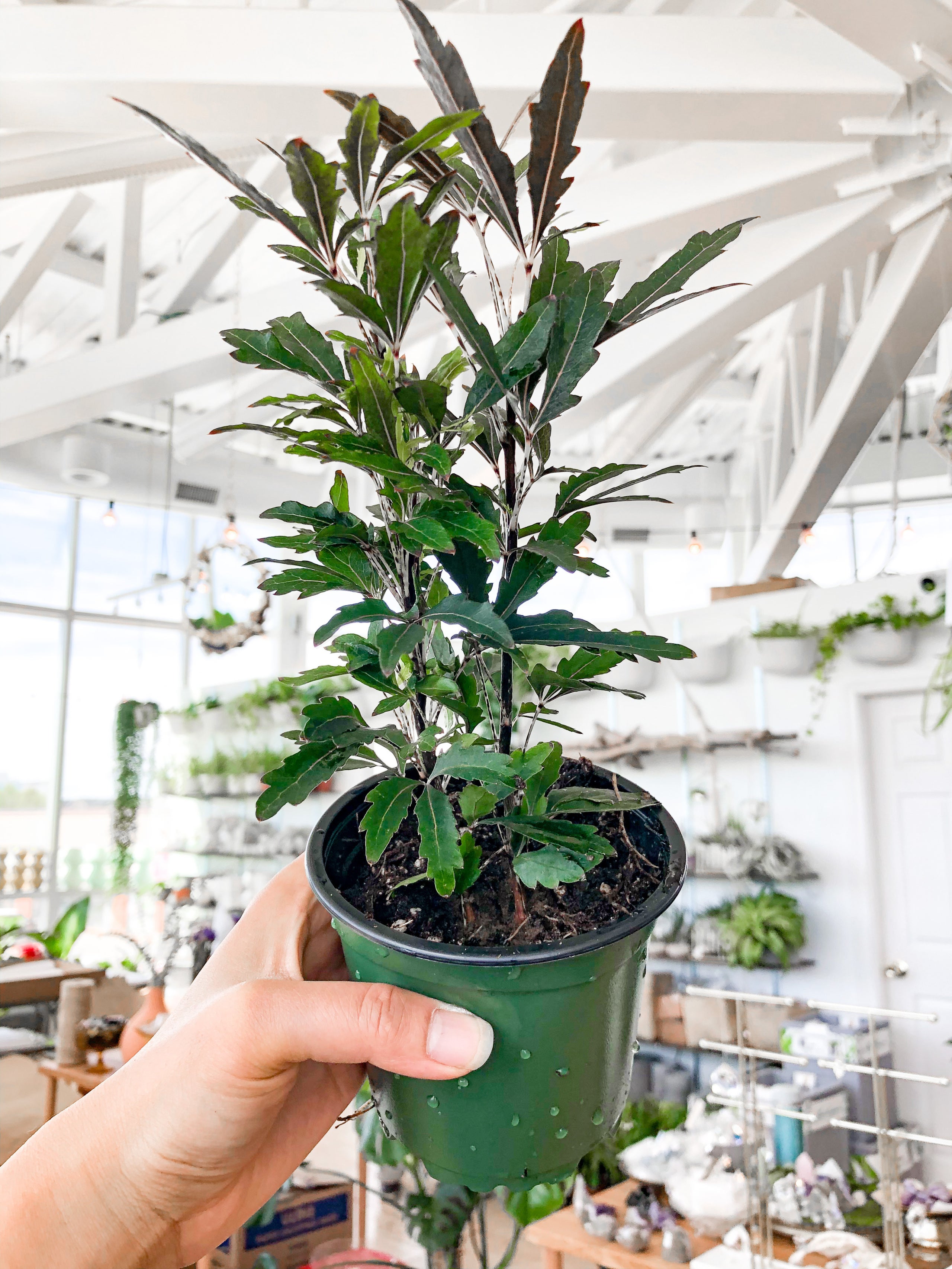 False Aralia | Botaniful