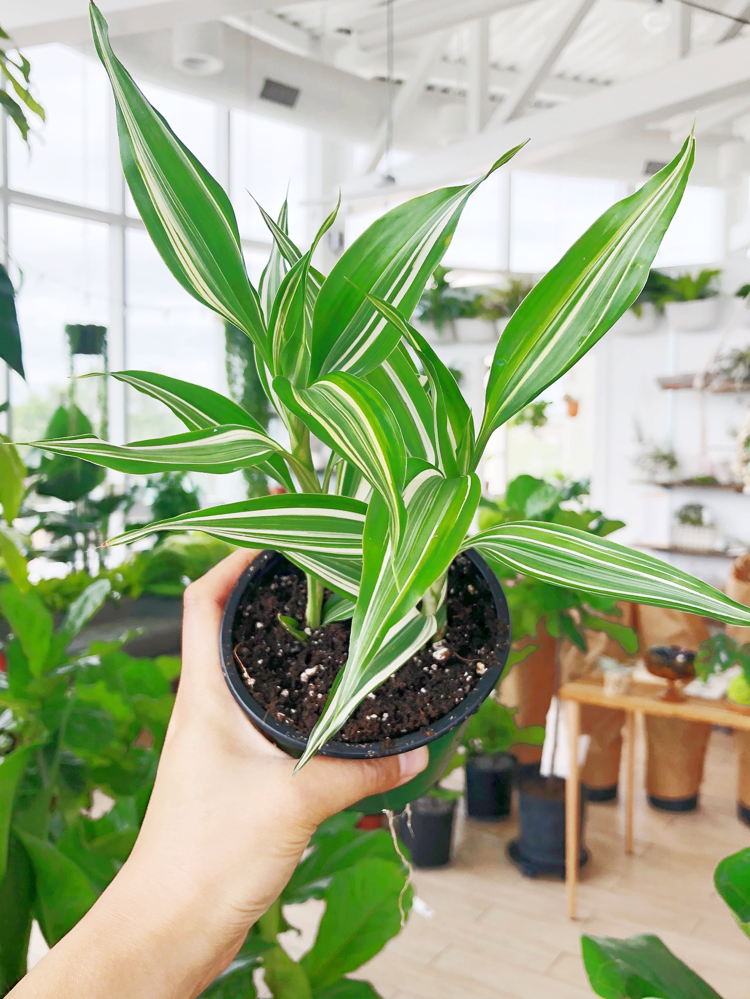 Dracaena Ribbon Plant Variegated | Botaniful