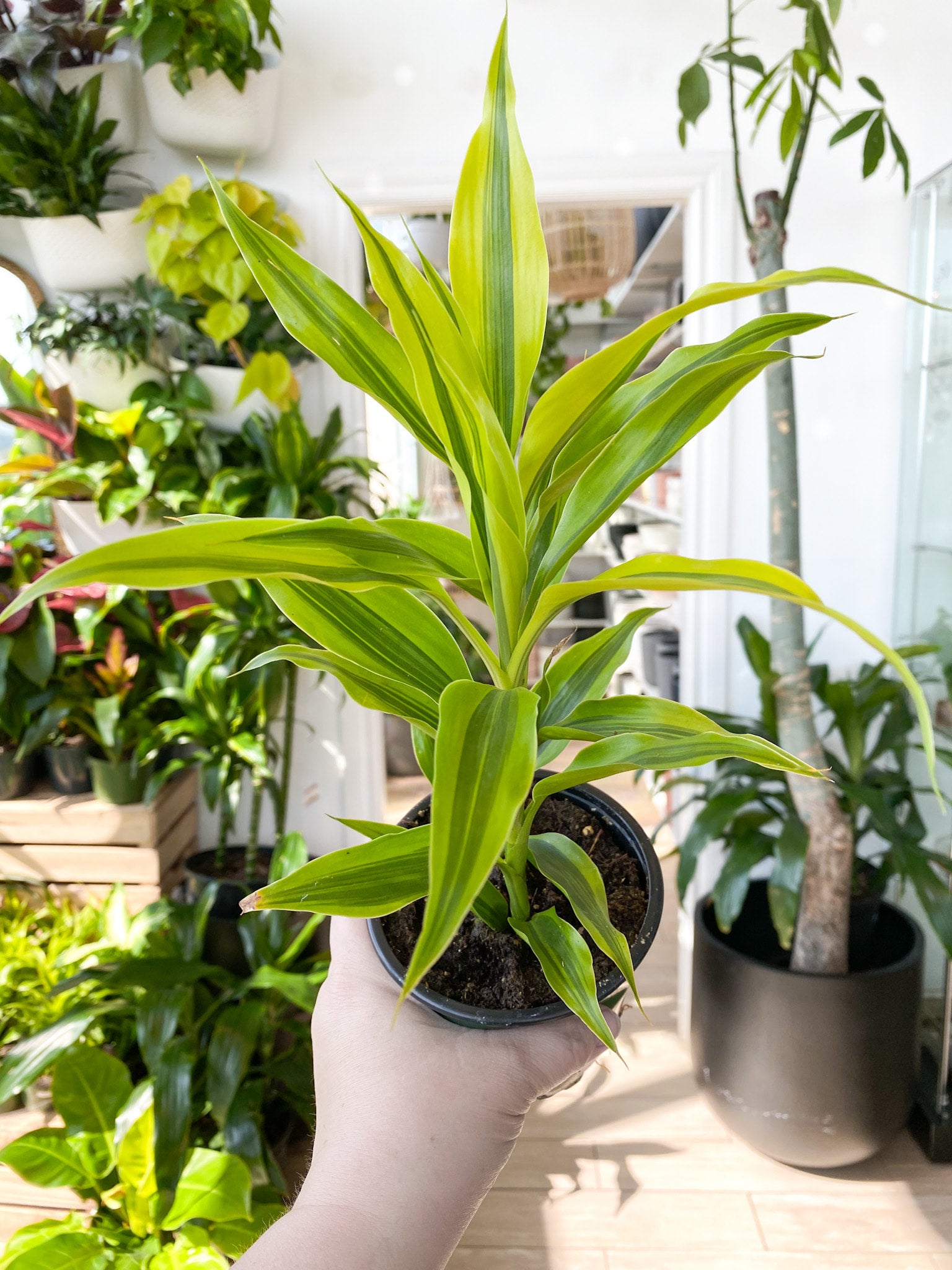 Dracaena Ribbon Plant | Botaniful