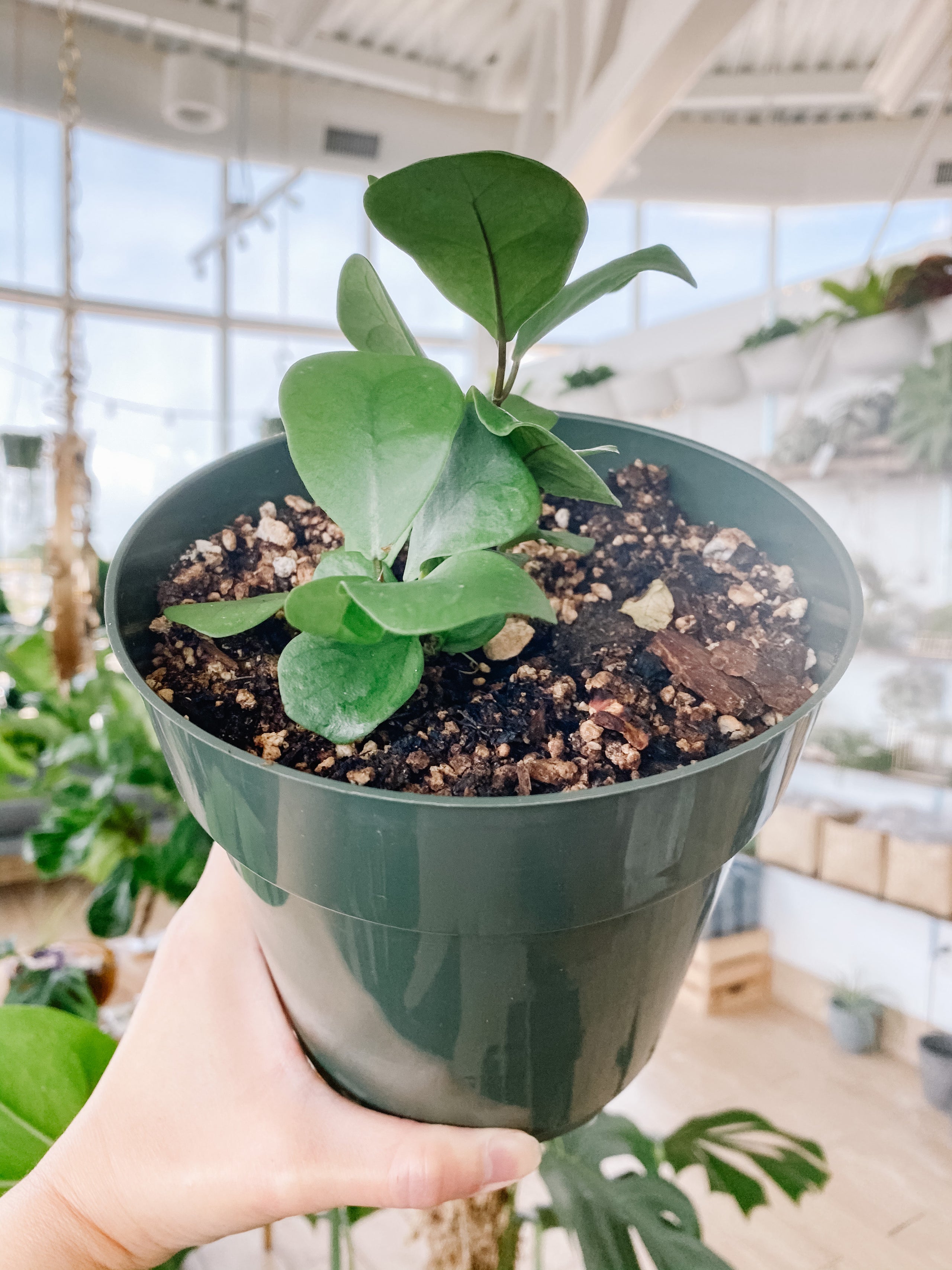 Ficus Triangularis Green | Botaniful