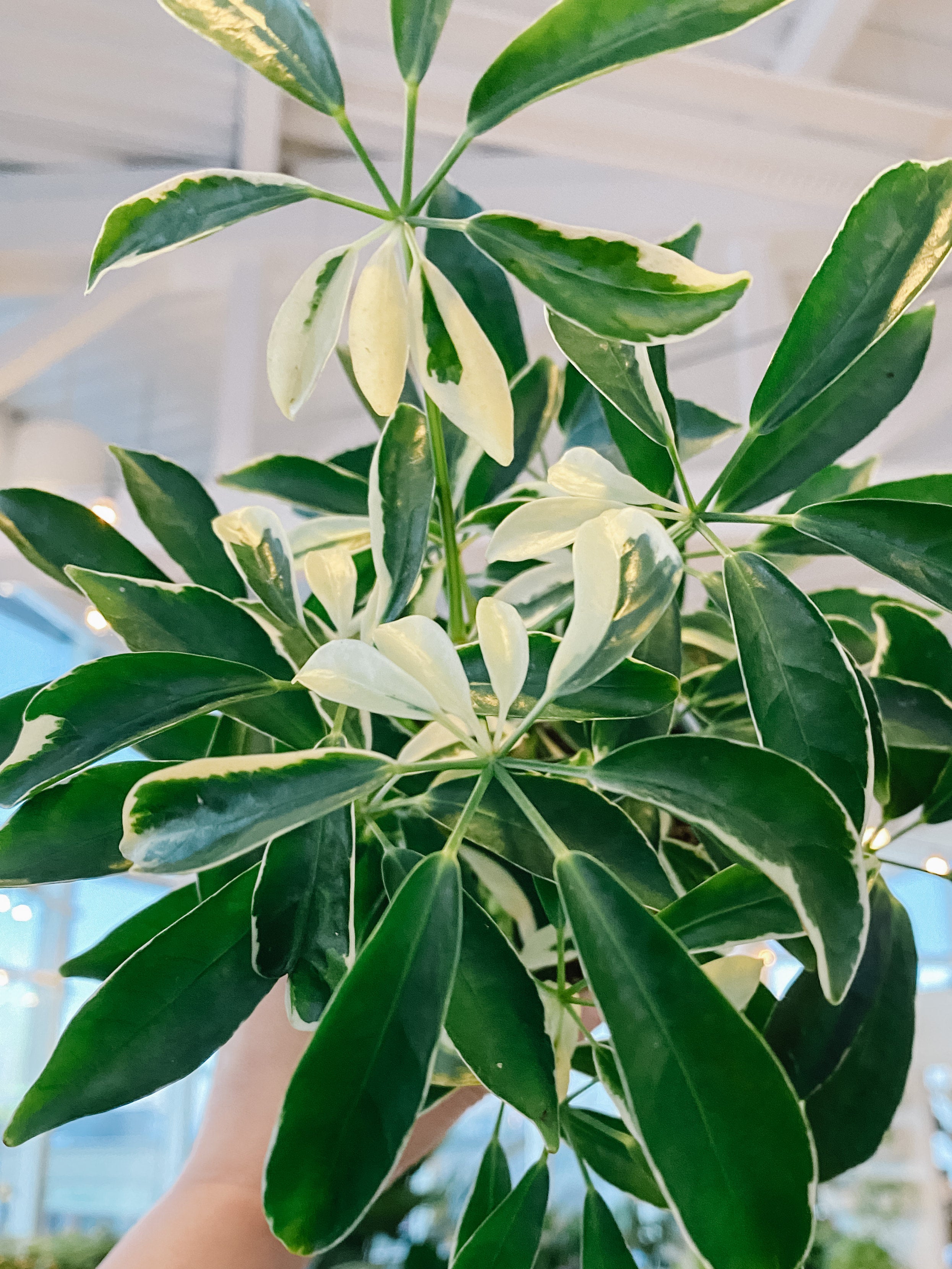 Schefflera Hawaiian Bush Variegated (Umbrella) | Botaniful