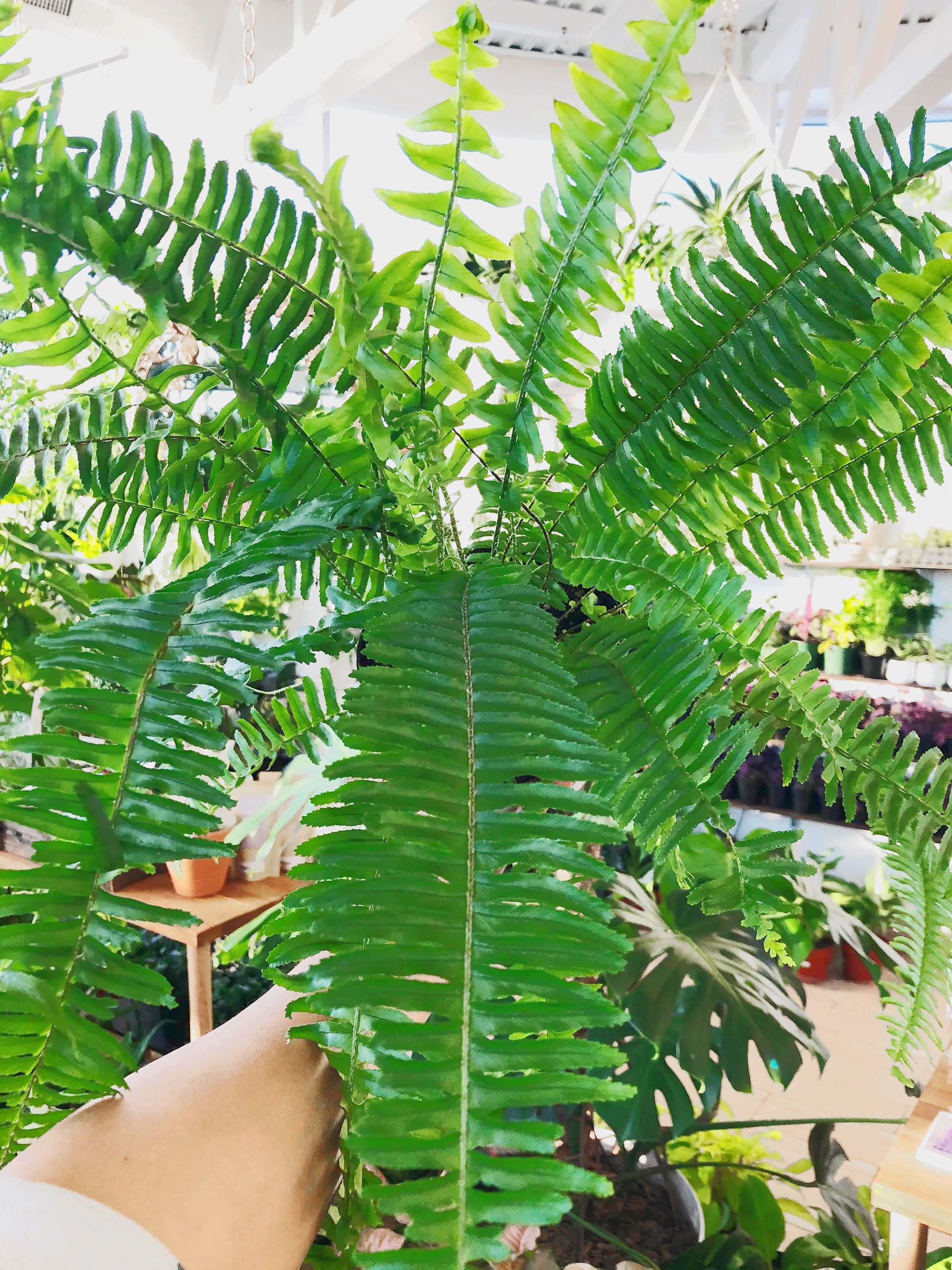 Fern Emerald Queen | Botaniful