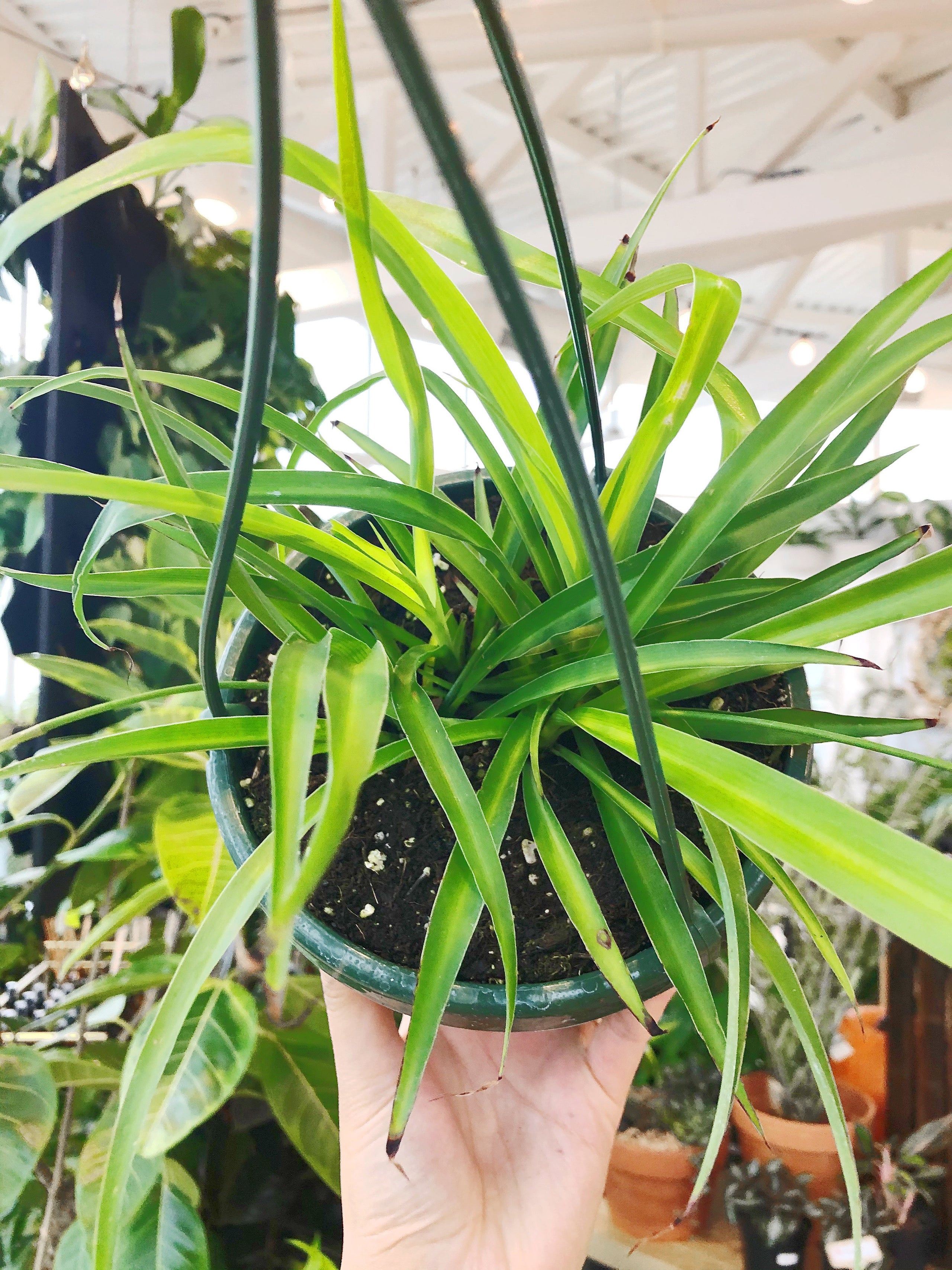 Spider Plant Green (Chlorophytum Comosum) | Botaniful