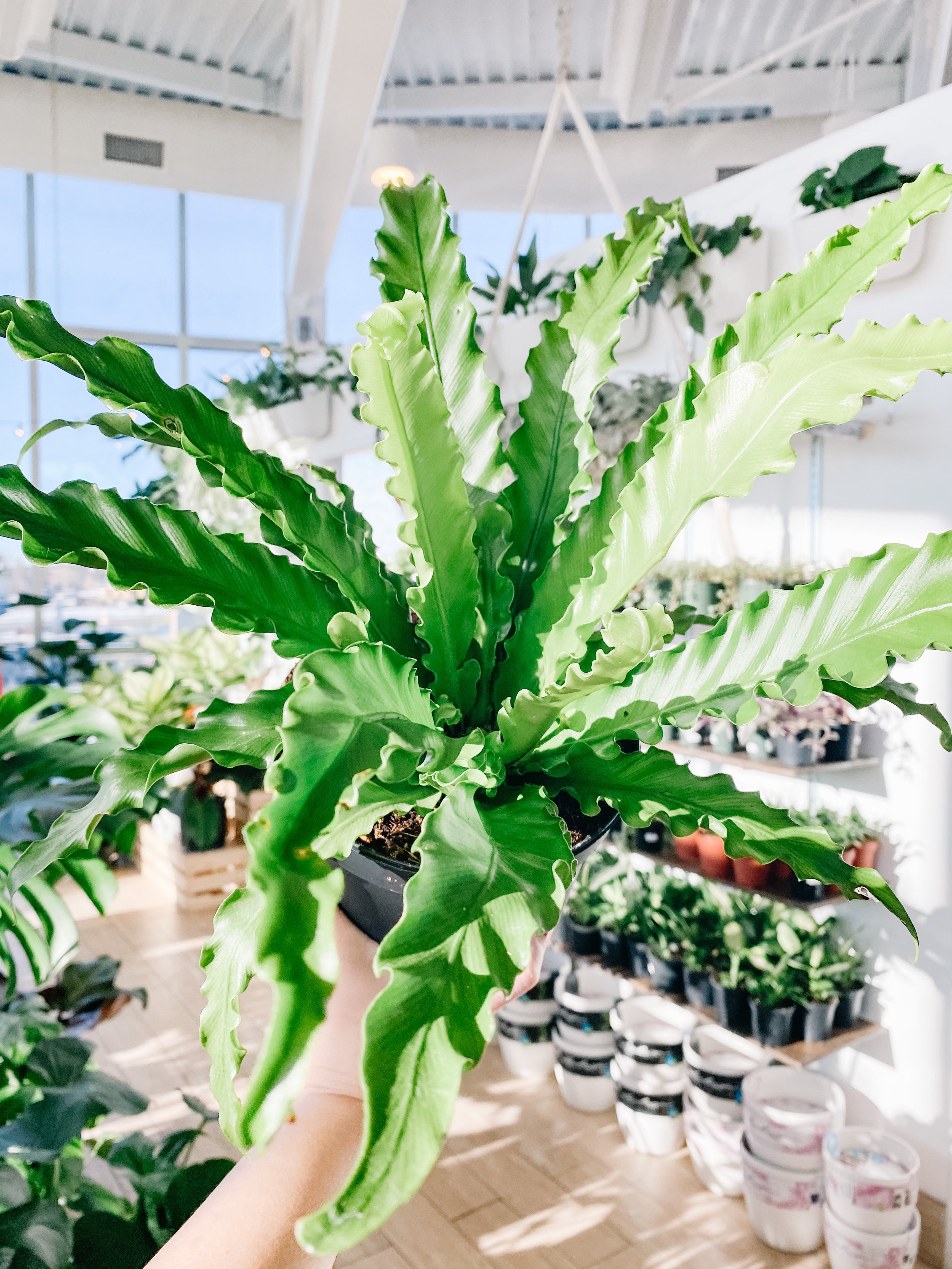 Asplenium Antiquum Osaka (Bird’s Nest Fern) | Botaniful