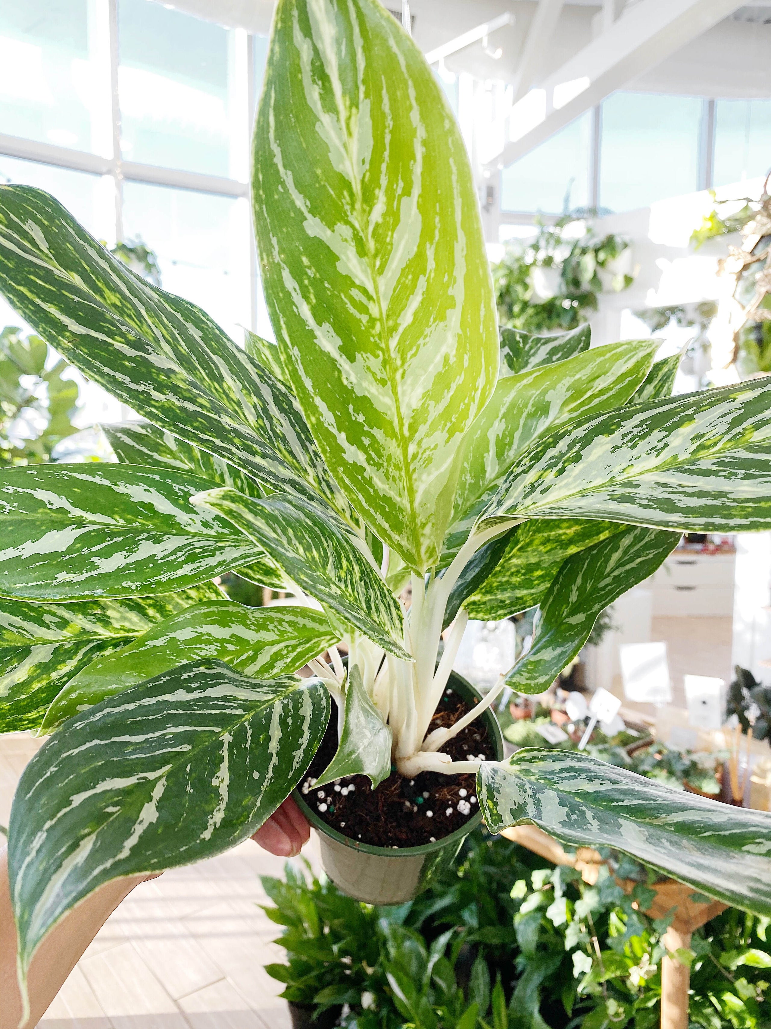 Aglaonema Golden Madonna (Chinese Evergreen) | Botaniful