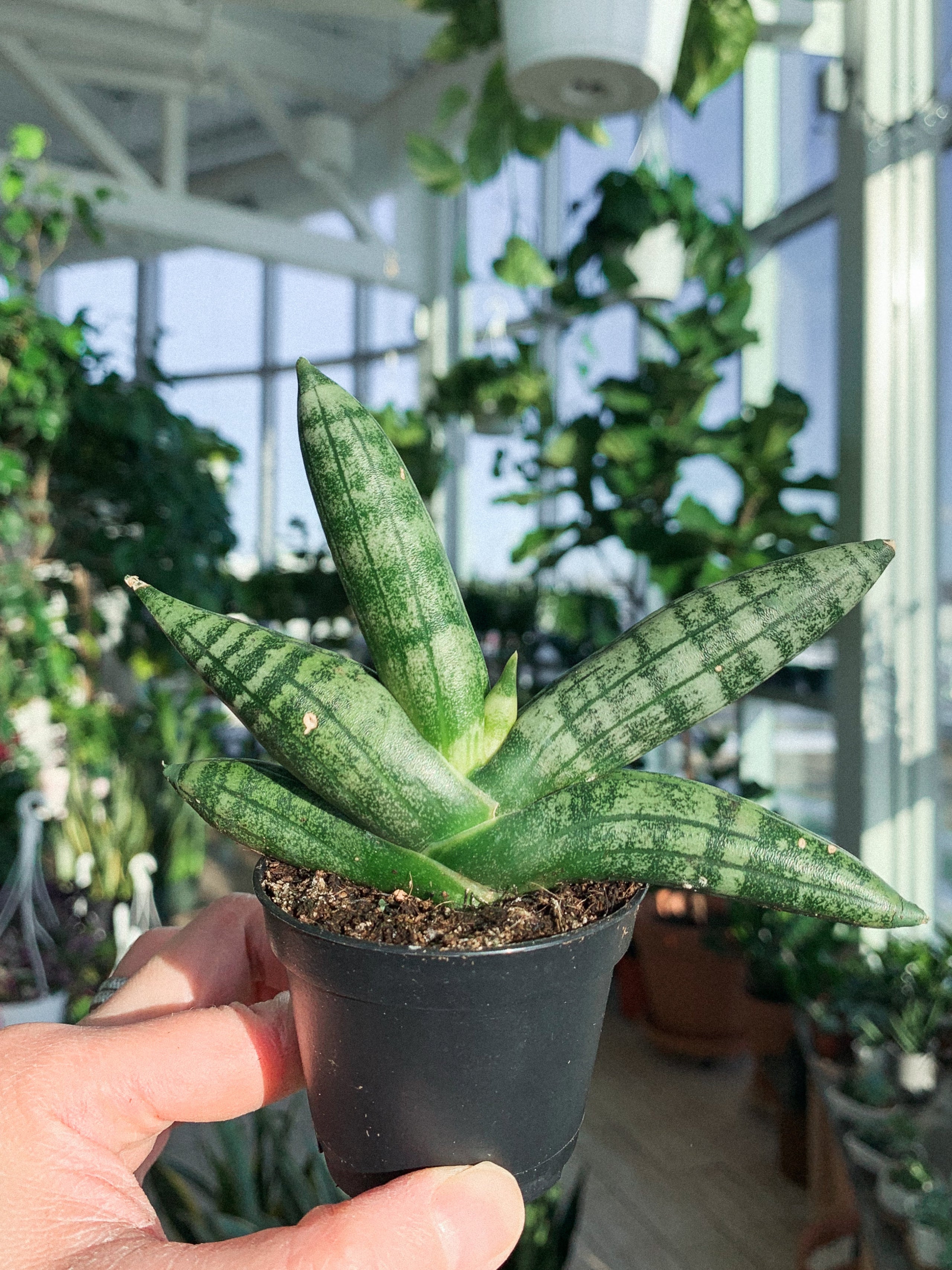 Sansevieria Boncel Starfish (Snake Plant) | Botaniful