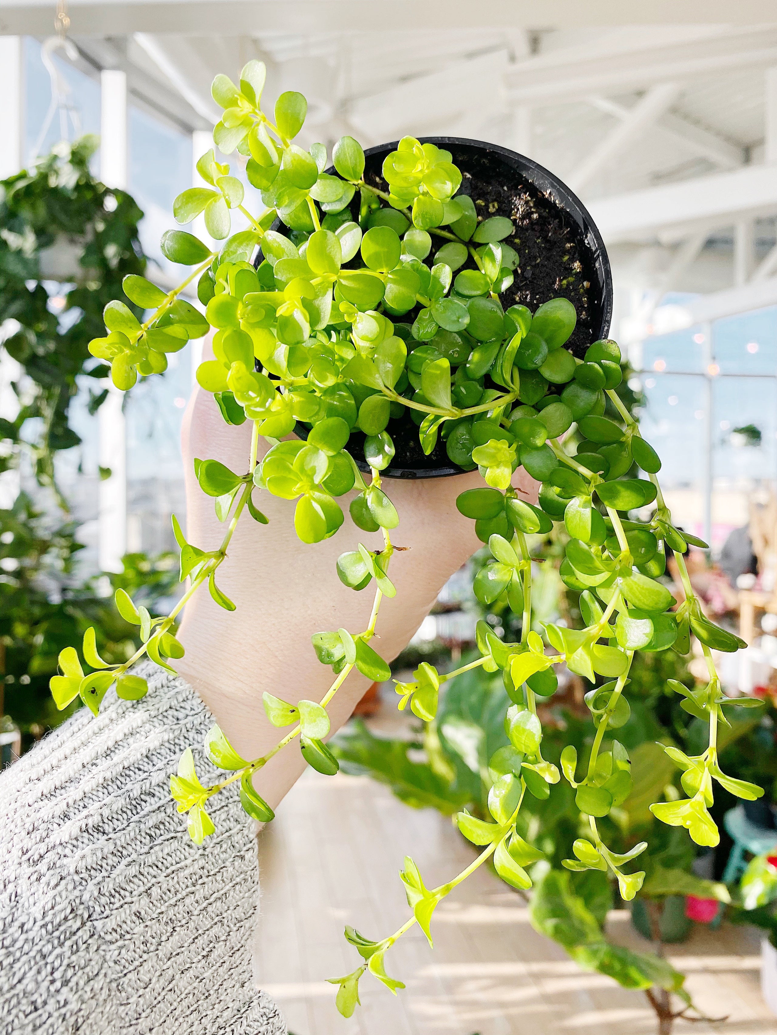 Peperomia Deppeana | Botaniful