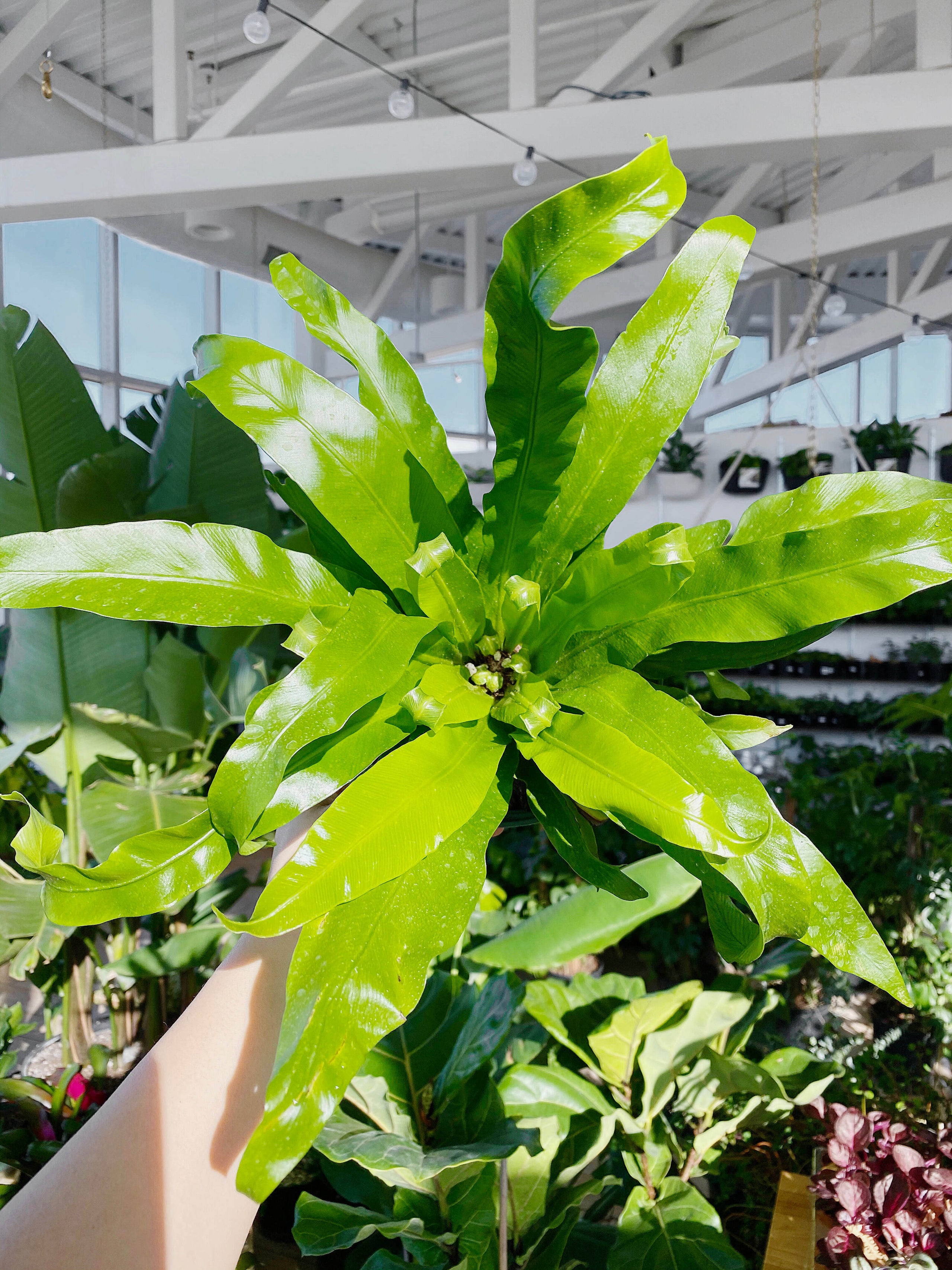 Asplenium Nidus (Bird’s Nest Fern) | Botaniful