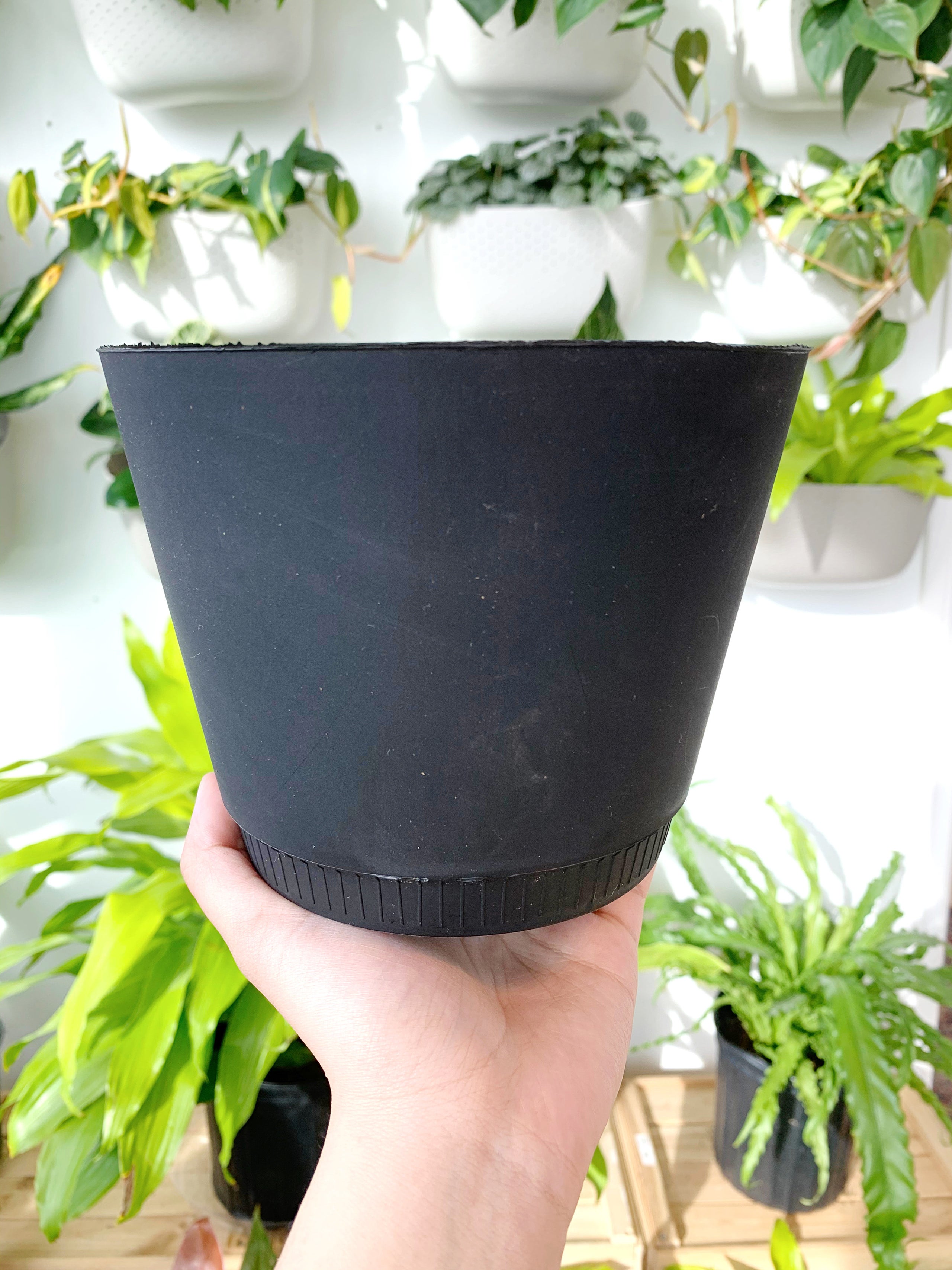 Over Pot Black 10" | Botaniful