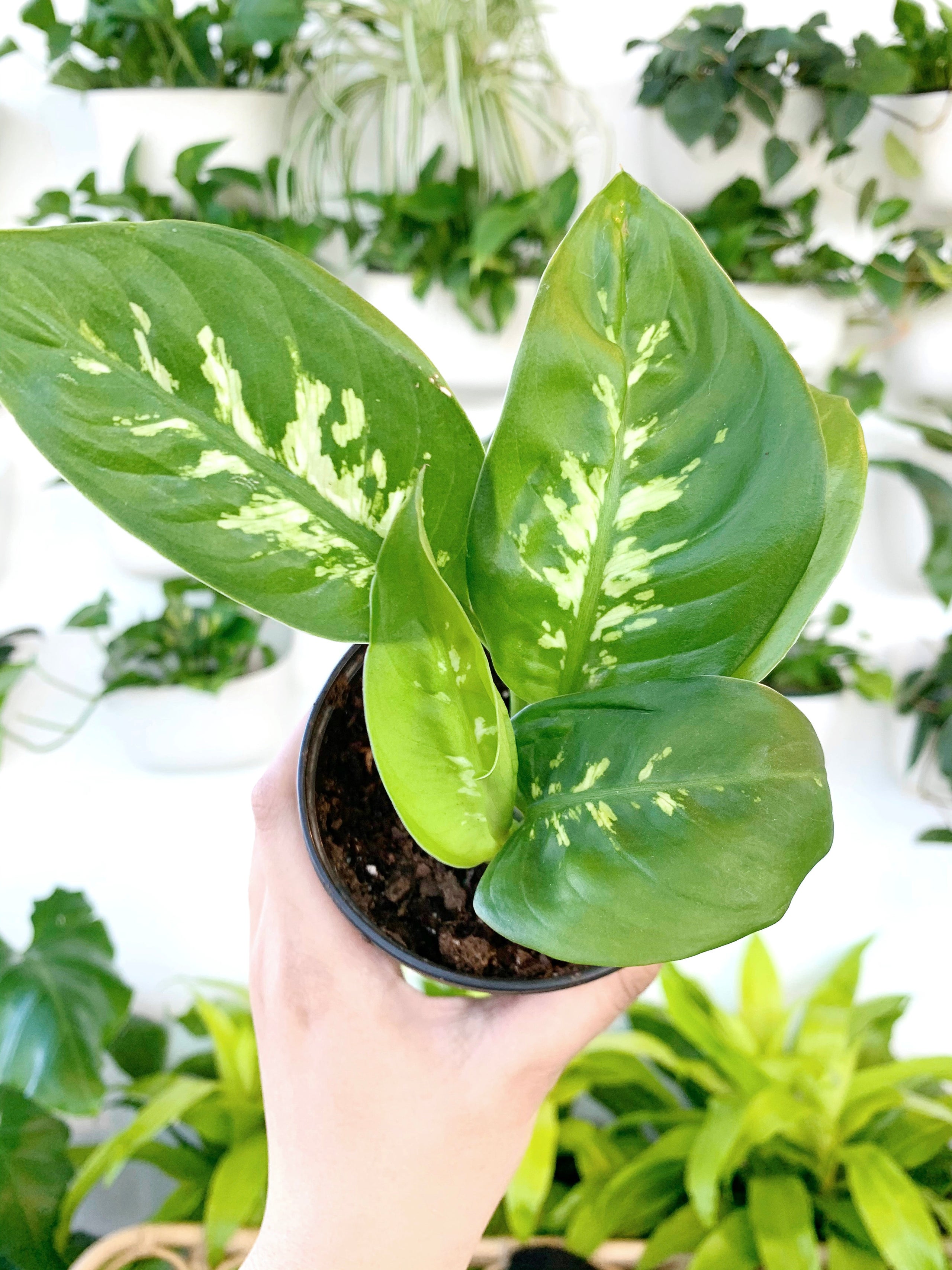 Dieffenbachia Tropic Snow 4" | Botaniful