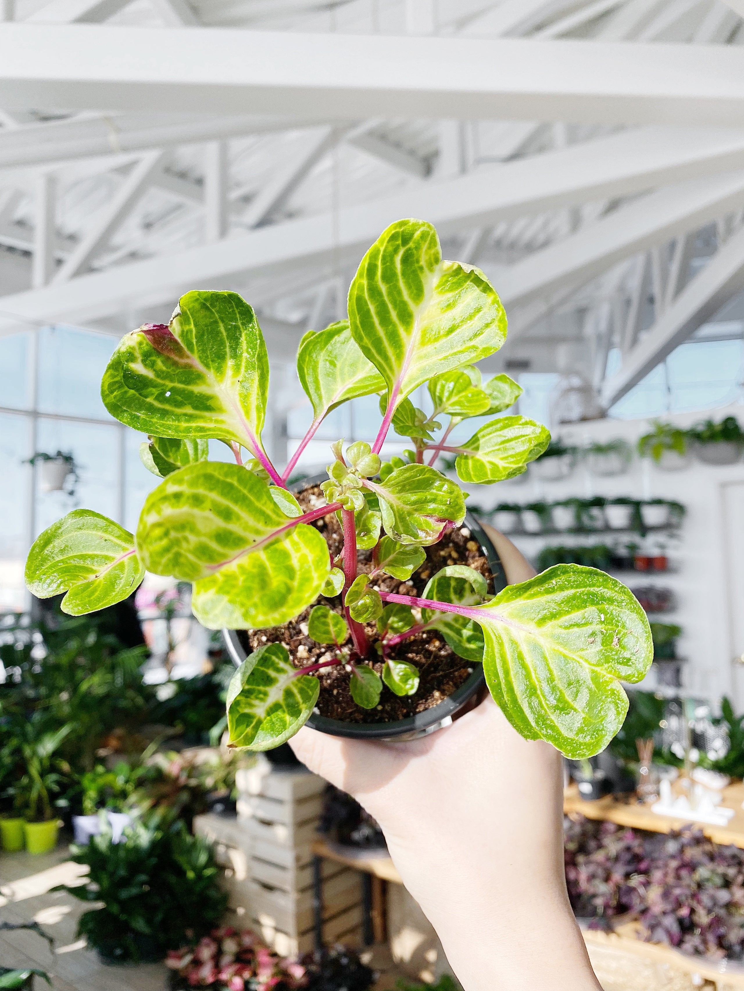 Iresine Lindenii Variegated (not Bloodleaf) 4" | Botaniful