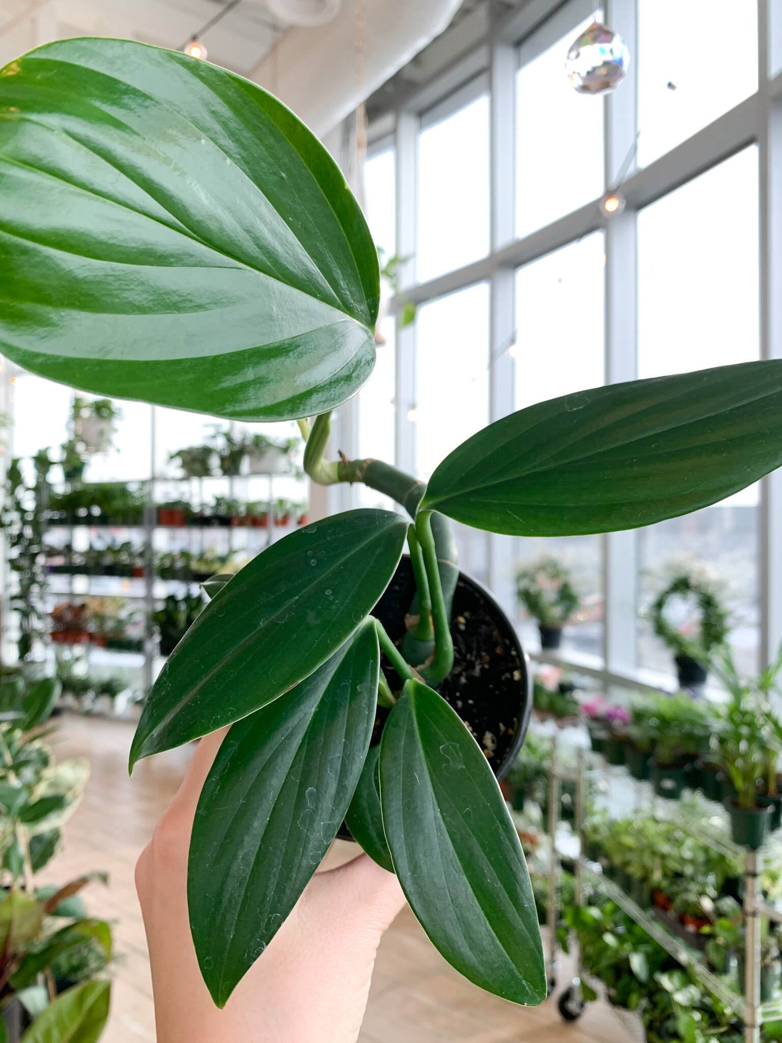 Rhaphidophora Decursiva (Dragon's Tail) | Botaniful