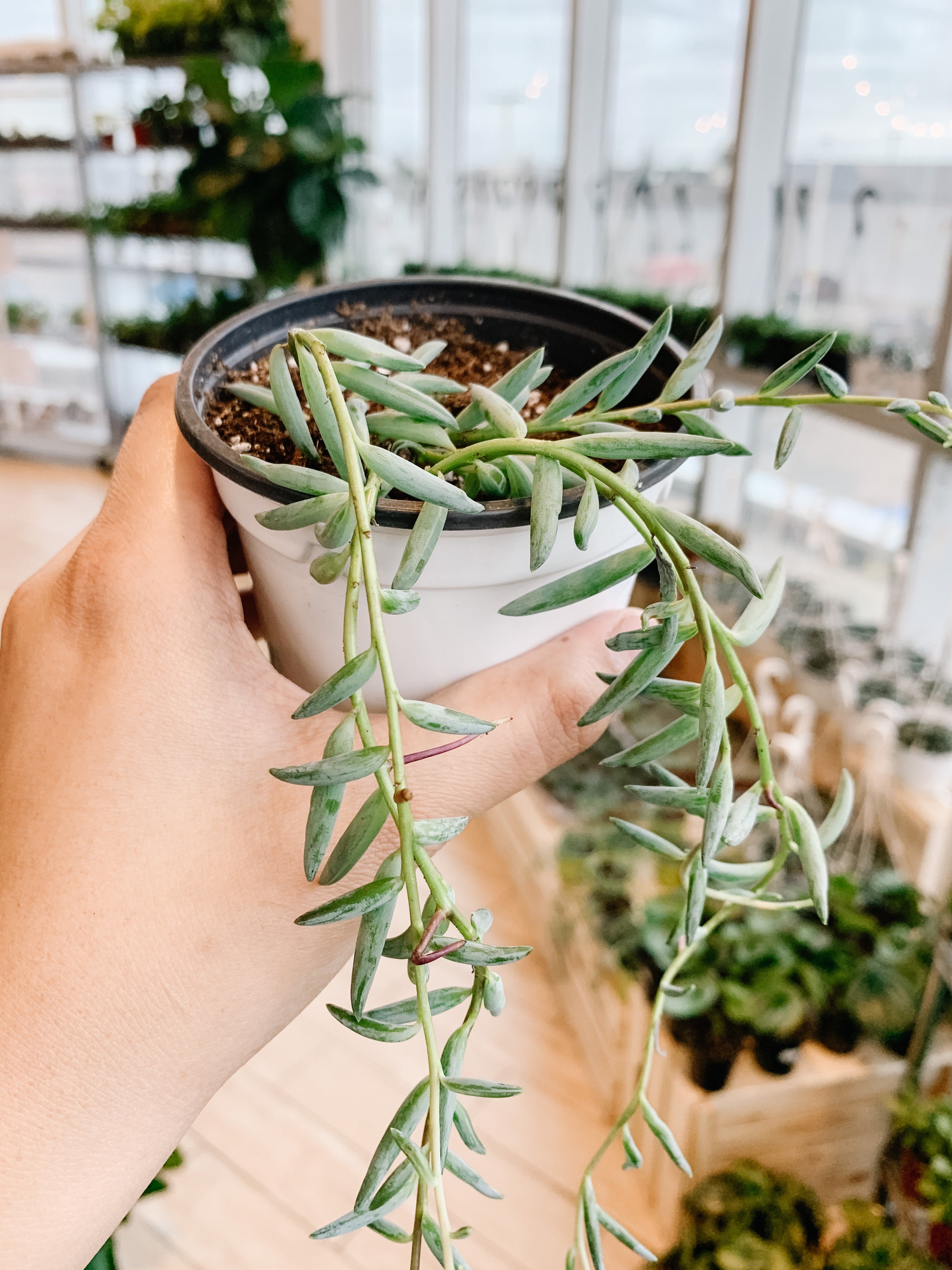 String of Bananas | Botaniful