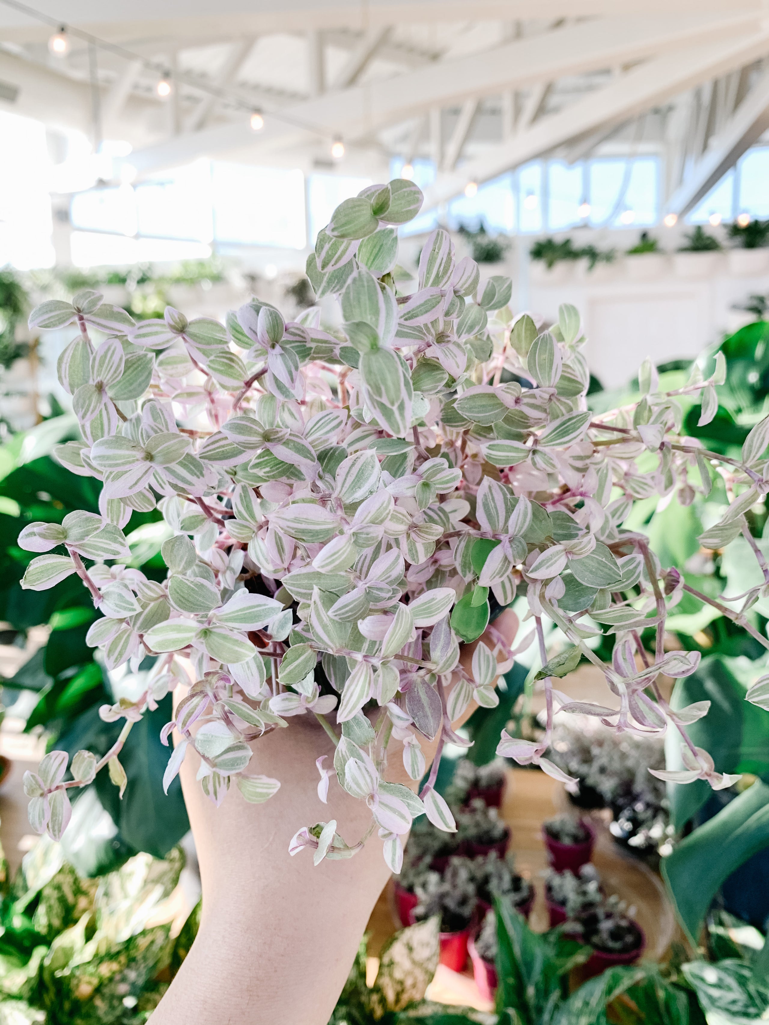 Callisia Repens Pink Lady (Pink Turtle Vine/Pink Panther) | Botaniful