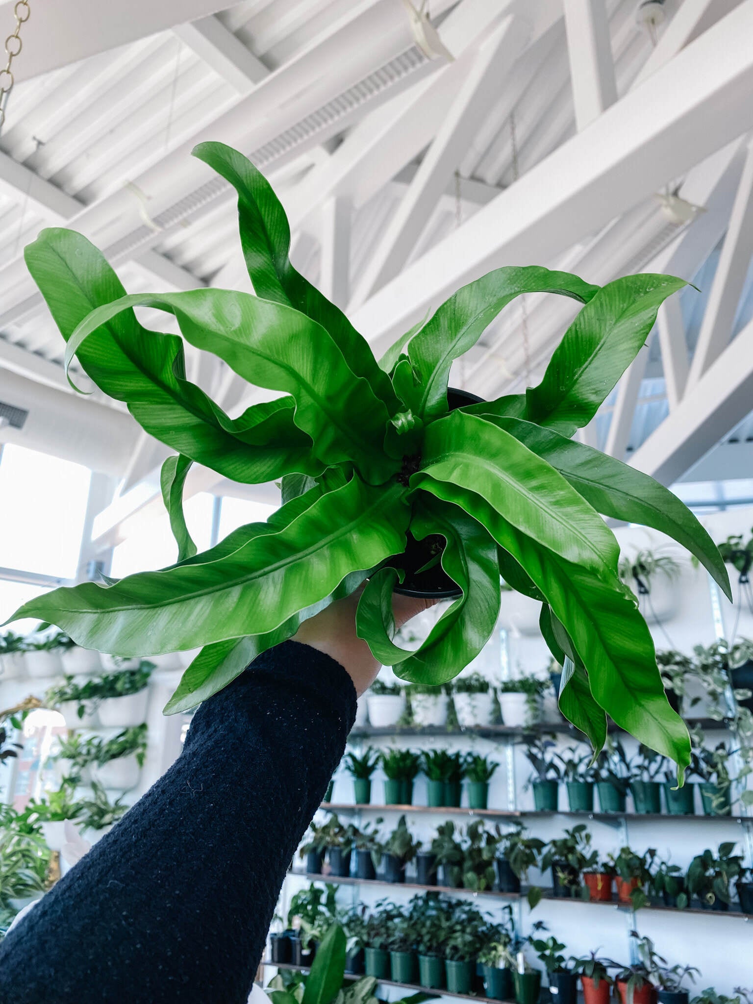 Asplenium Hurricane (Twisted Bird’s Nest Fern) | Botaniful