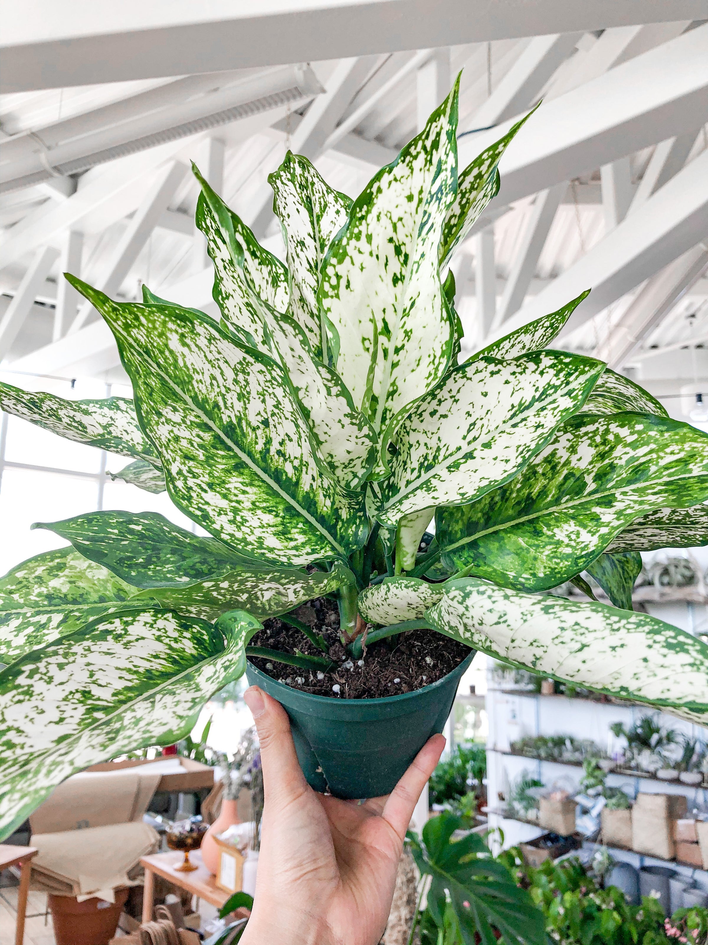 Aglaonema Spring Snow (Chinese Evergreen) | Botaniful