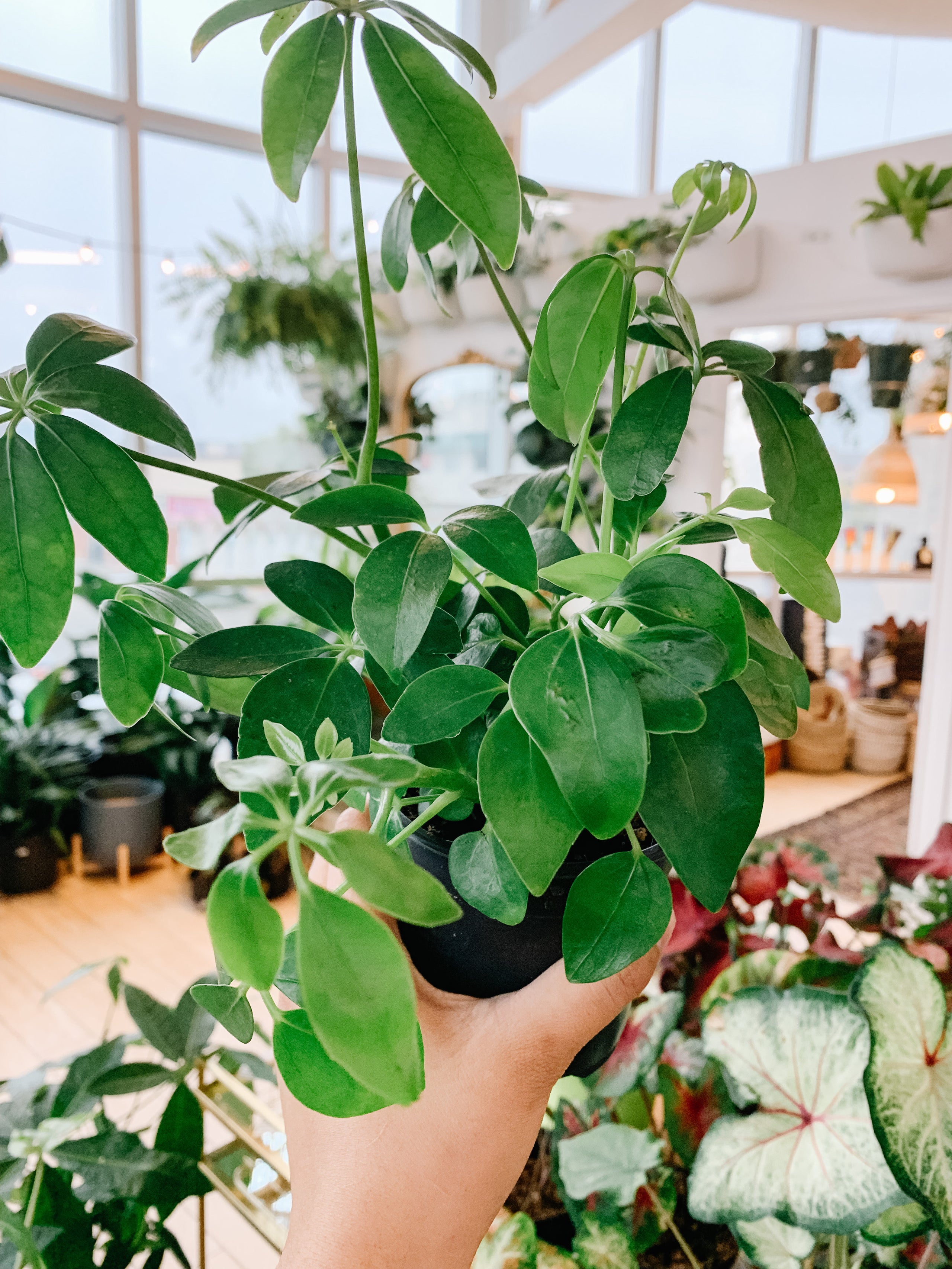 Schefflera Dwarf (Umbrella) 4" | Botaniful