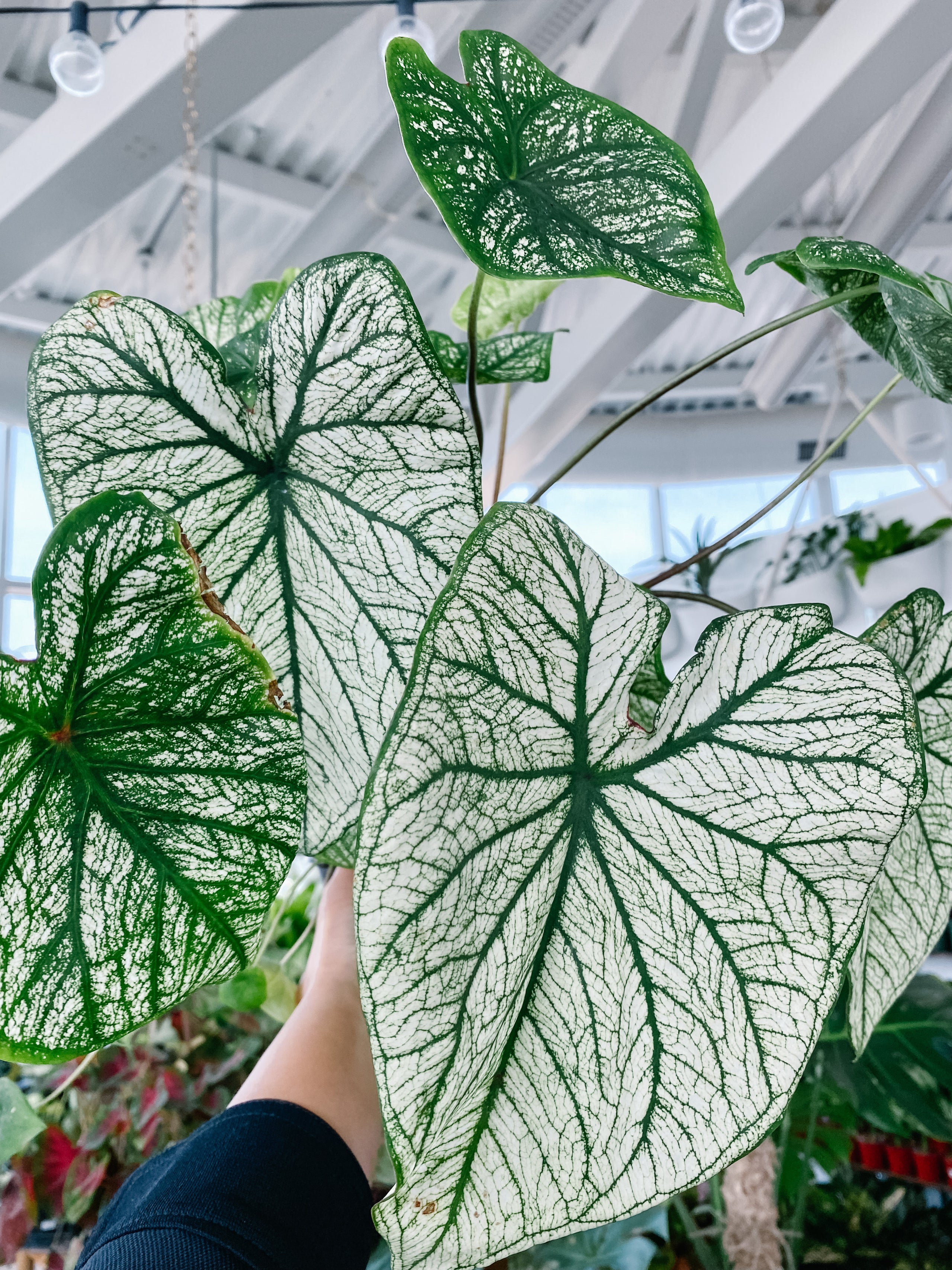 Caladium Allure 6" | Botaniful