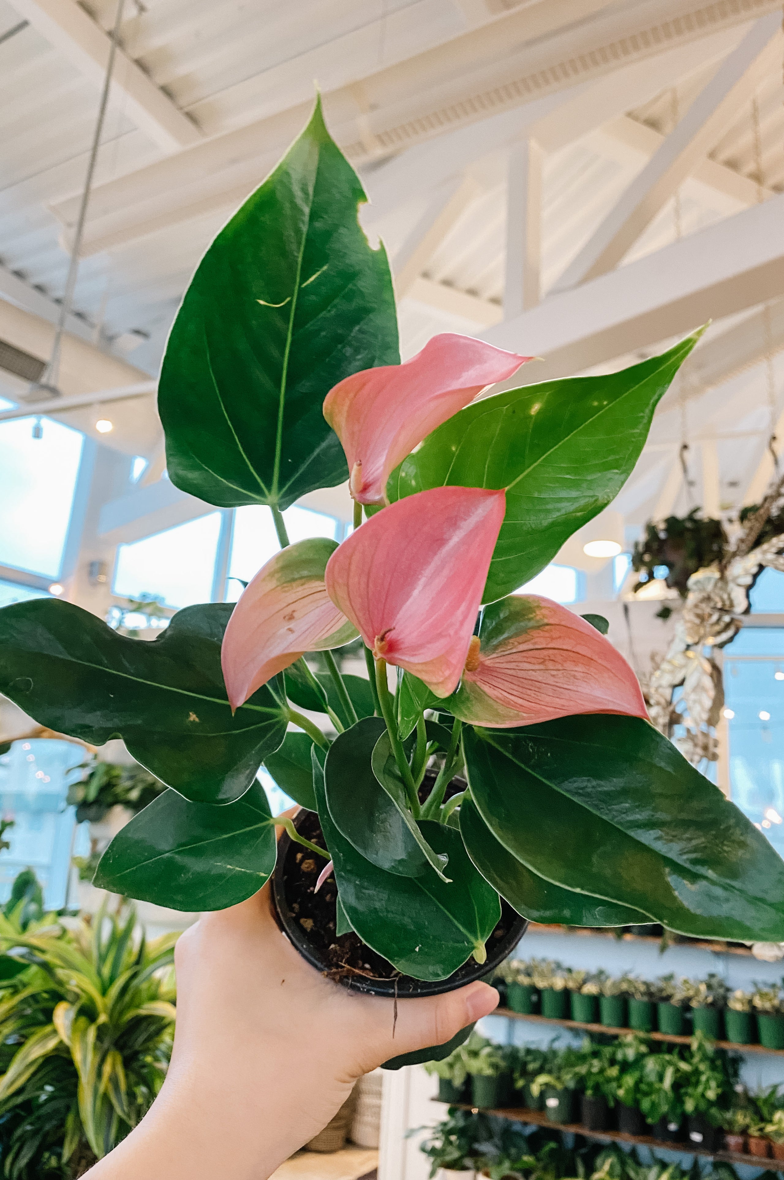 Anthurium Andraeanum 4" | Botaniful