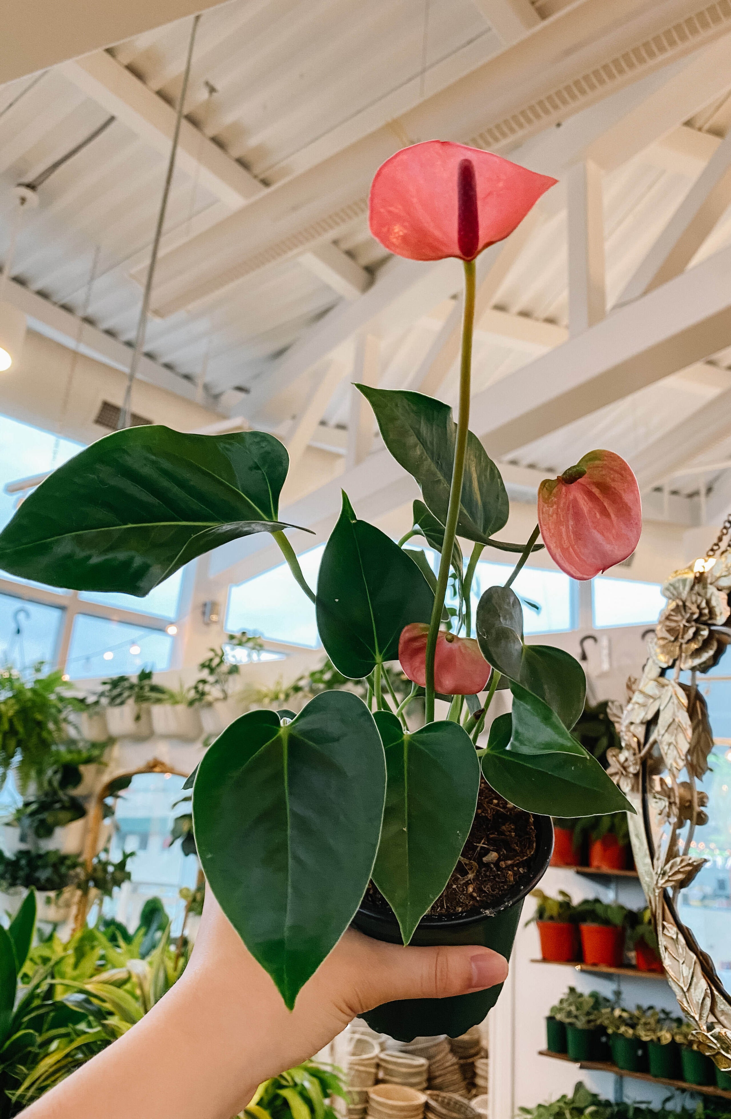 Anthurium Andraeanum 4" | Botaniful