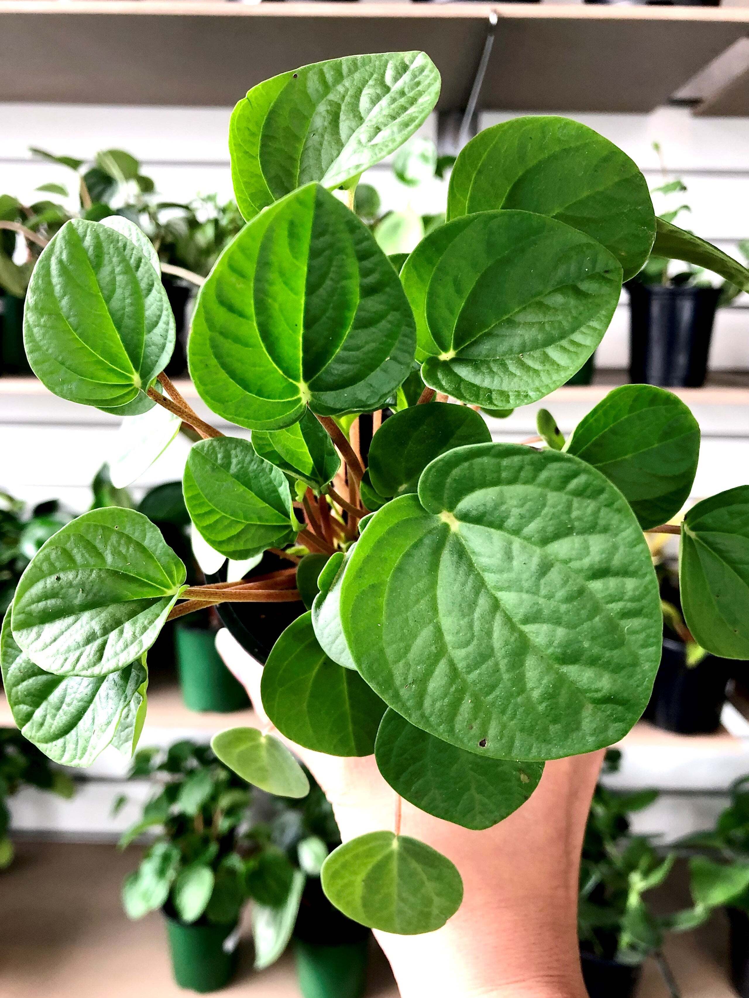 Peperomia Rana Verde | Botaniful