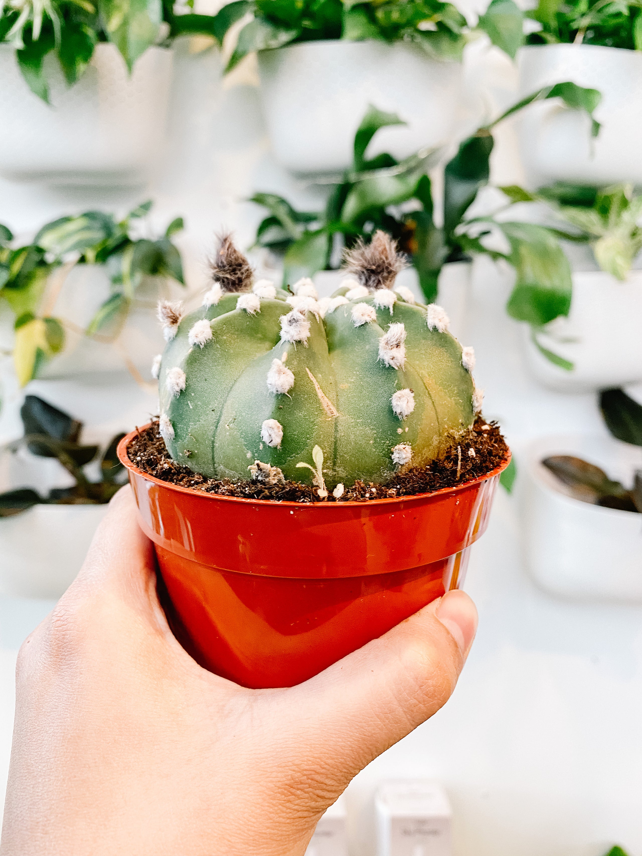 Cactus Assorted 4” | Botaniful