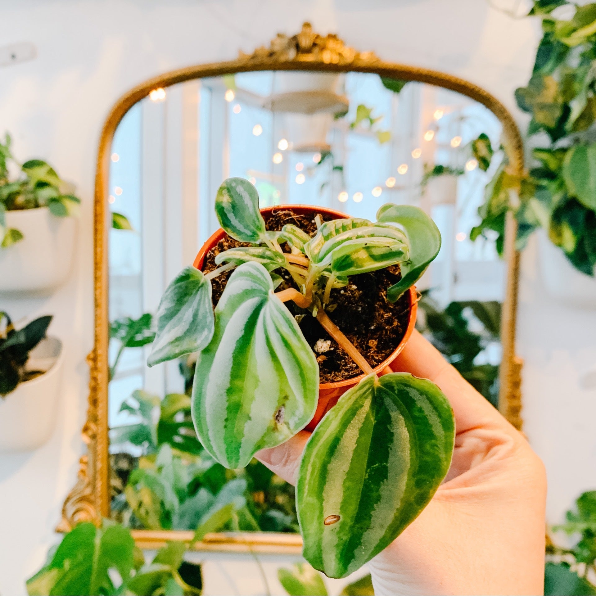 Peperomia Miniature Watermelon 2.5" (Reg $10) | Botaniful