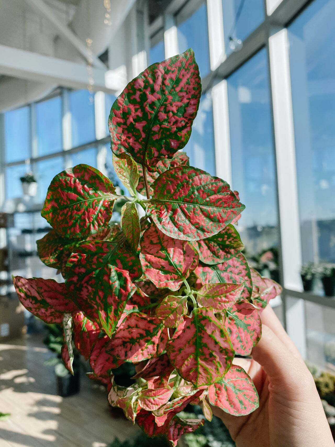 Polka Dot Plant Red (Hypoestes Phyllostachya) | Botaniful