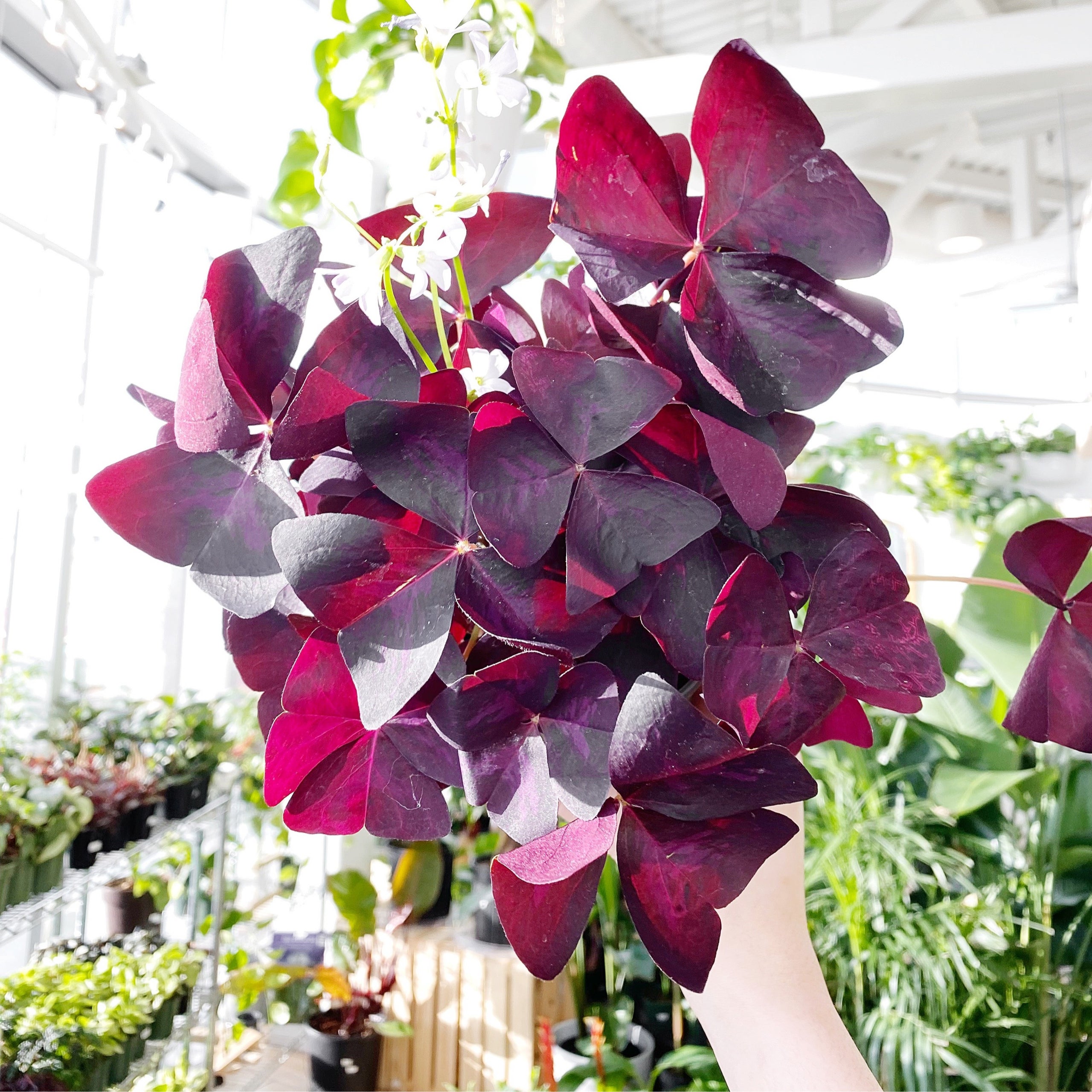Oxalis Triangularis Purple (Shamrock/ Love Plant/ Heirloom Plant ...
