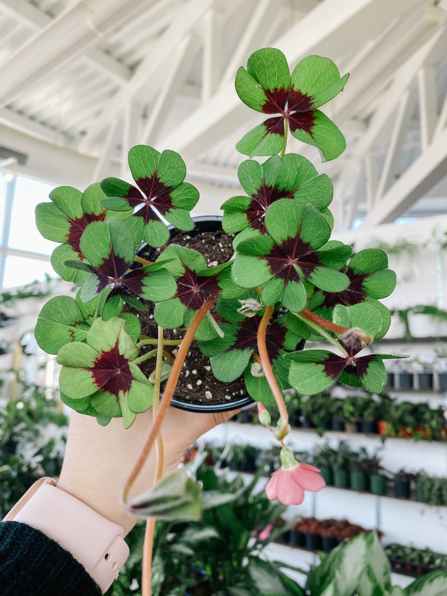 Oxalis Triangularis Iron Cross (Shamrock/ Love Plant/ Heirloom Plant ...