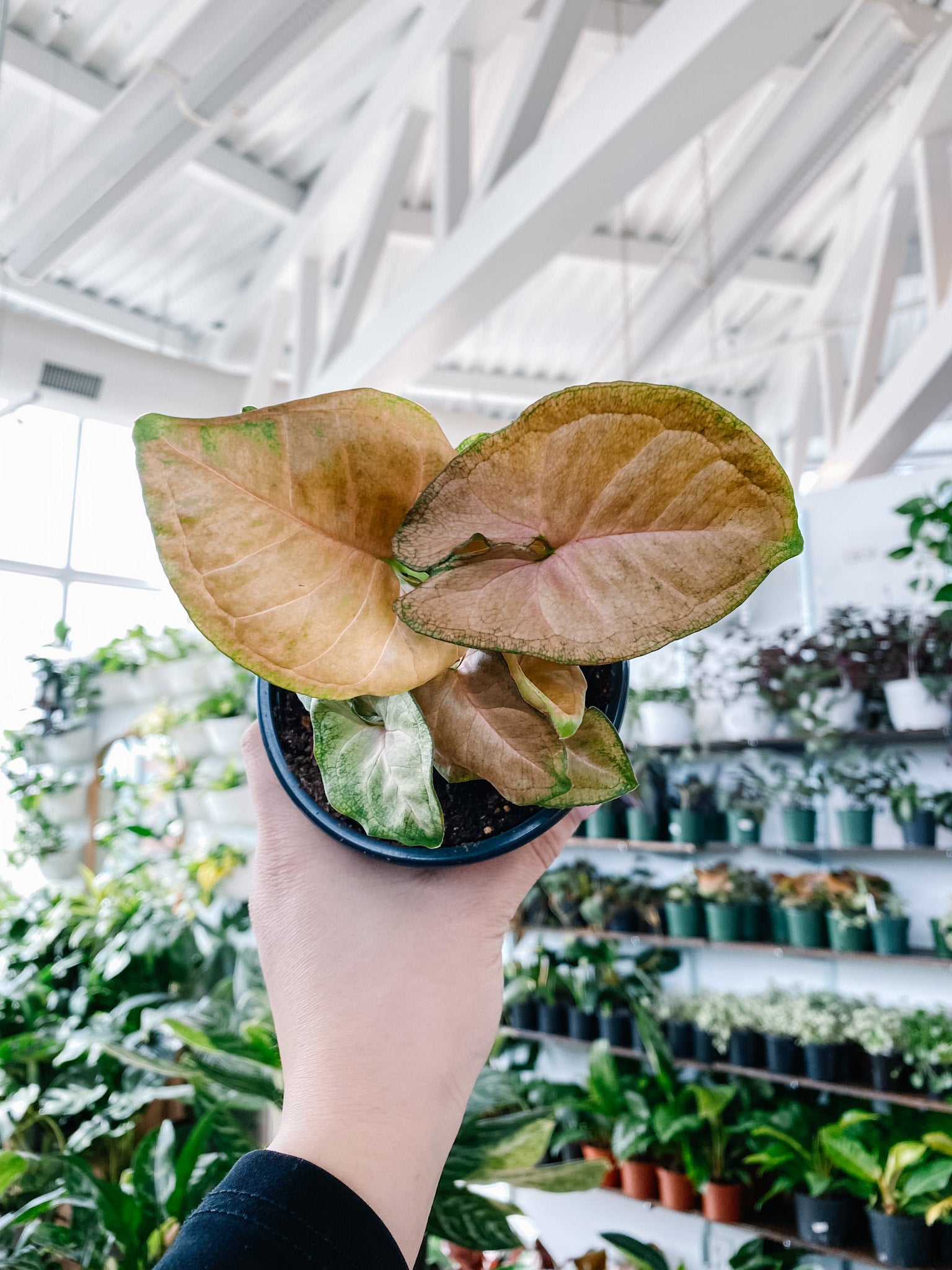 Syngonium Strawberry Cream (Nephthytis) 4" | Botaniful