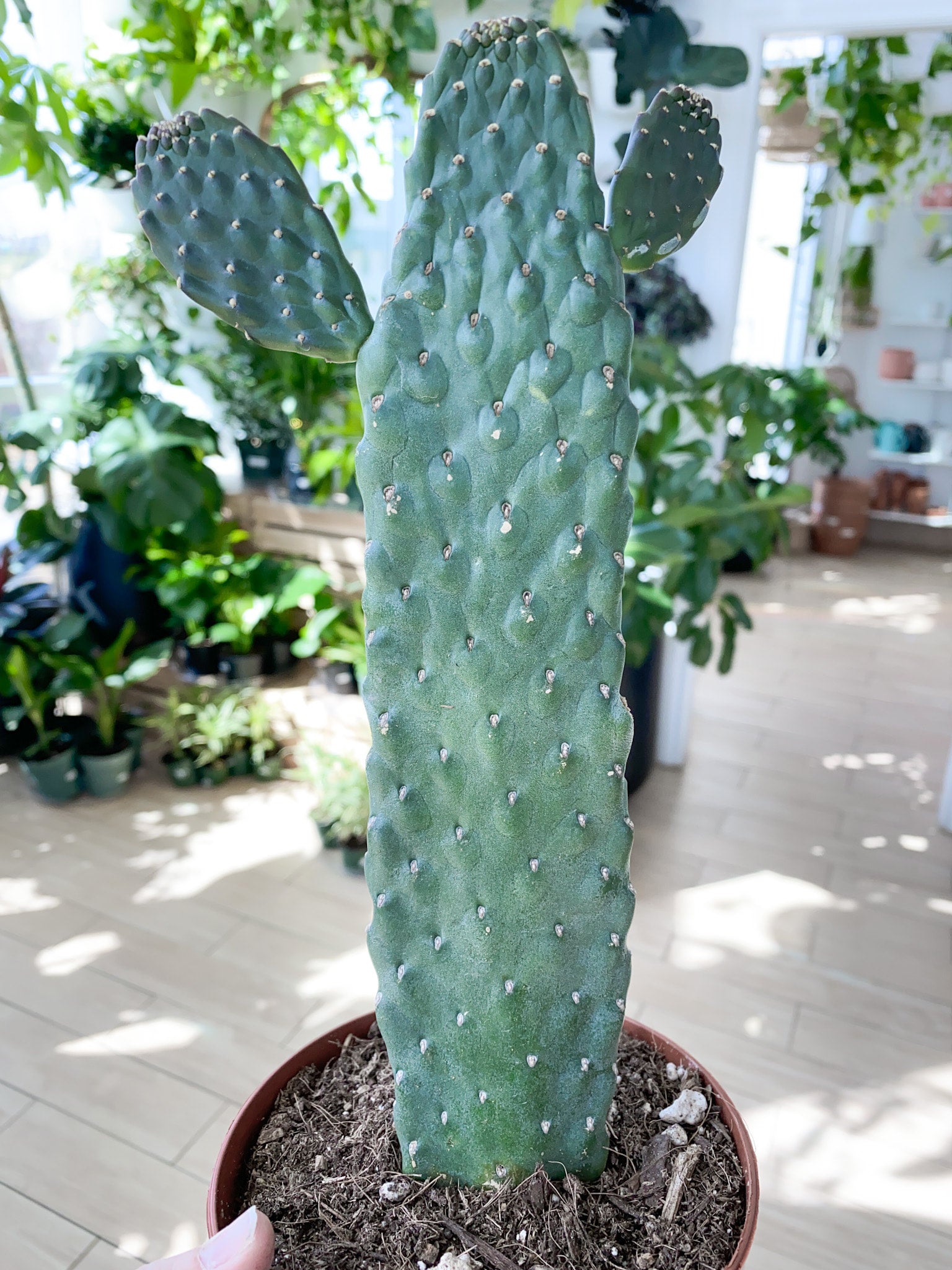 Opuntia Consolea Rubescens (Road Kill Cactus) | Botaniful