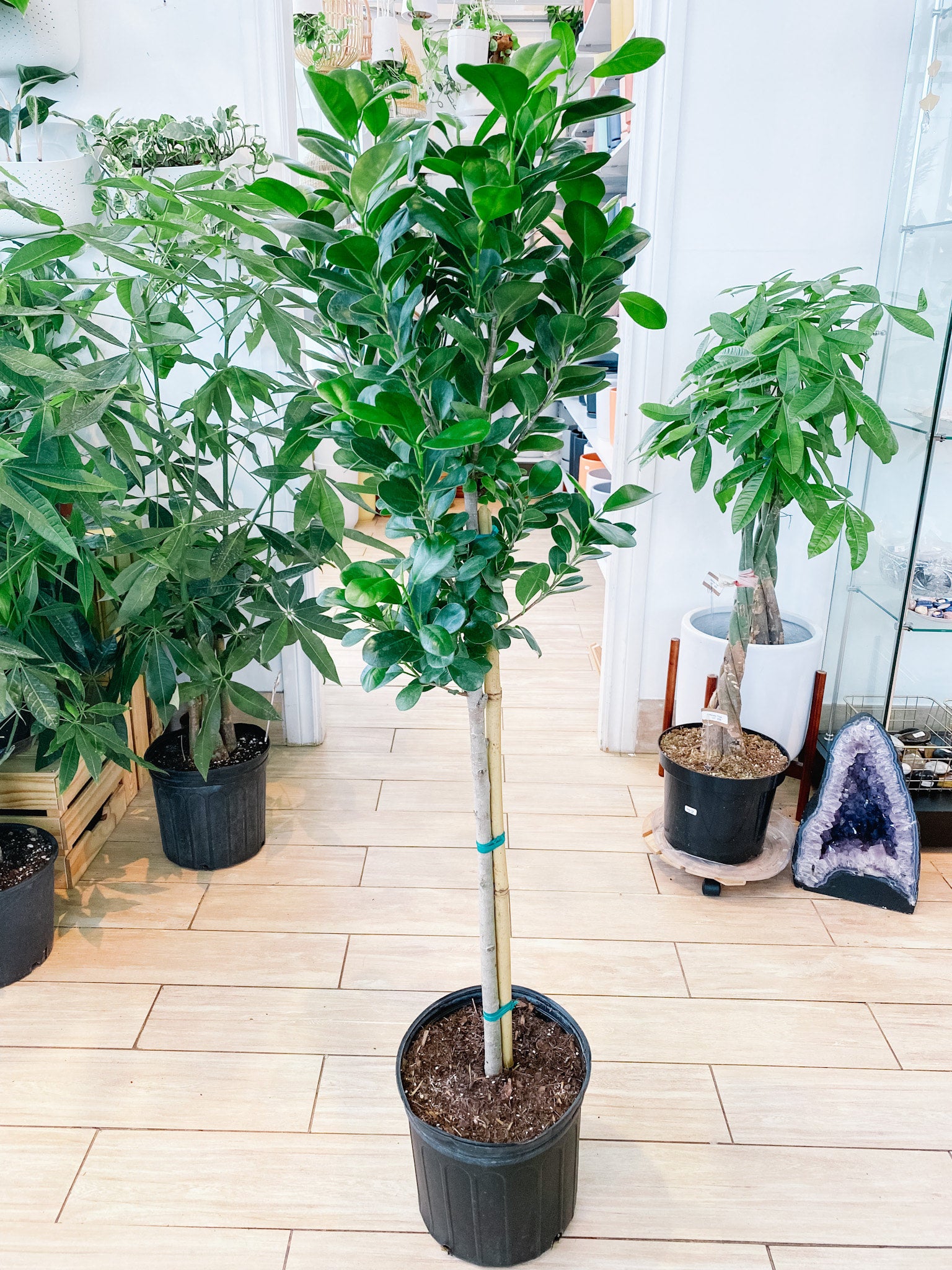Ficus Moclame Standard | Botaniful
