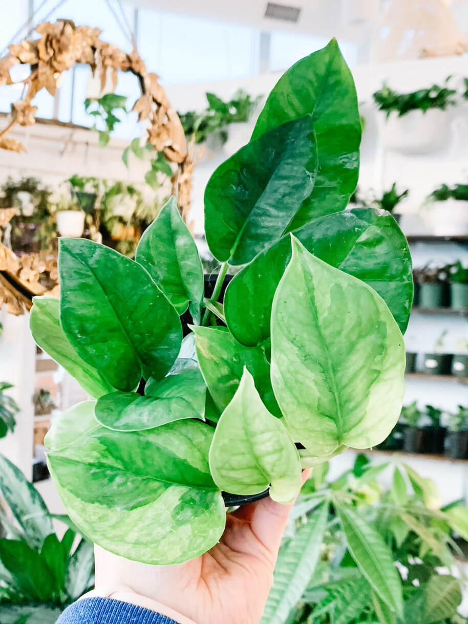 Pothos Emerald (Epipremnum aureum) | Botaniful