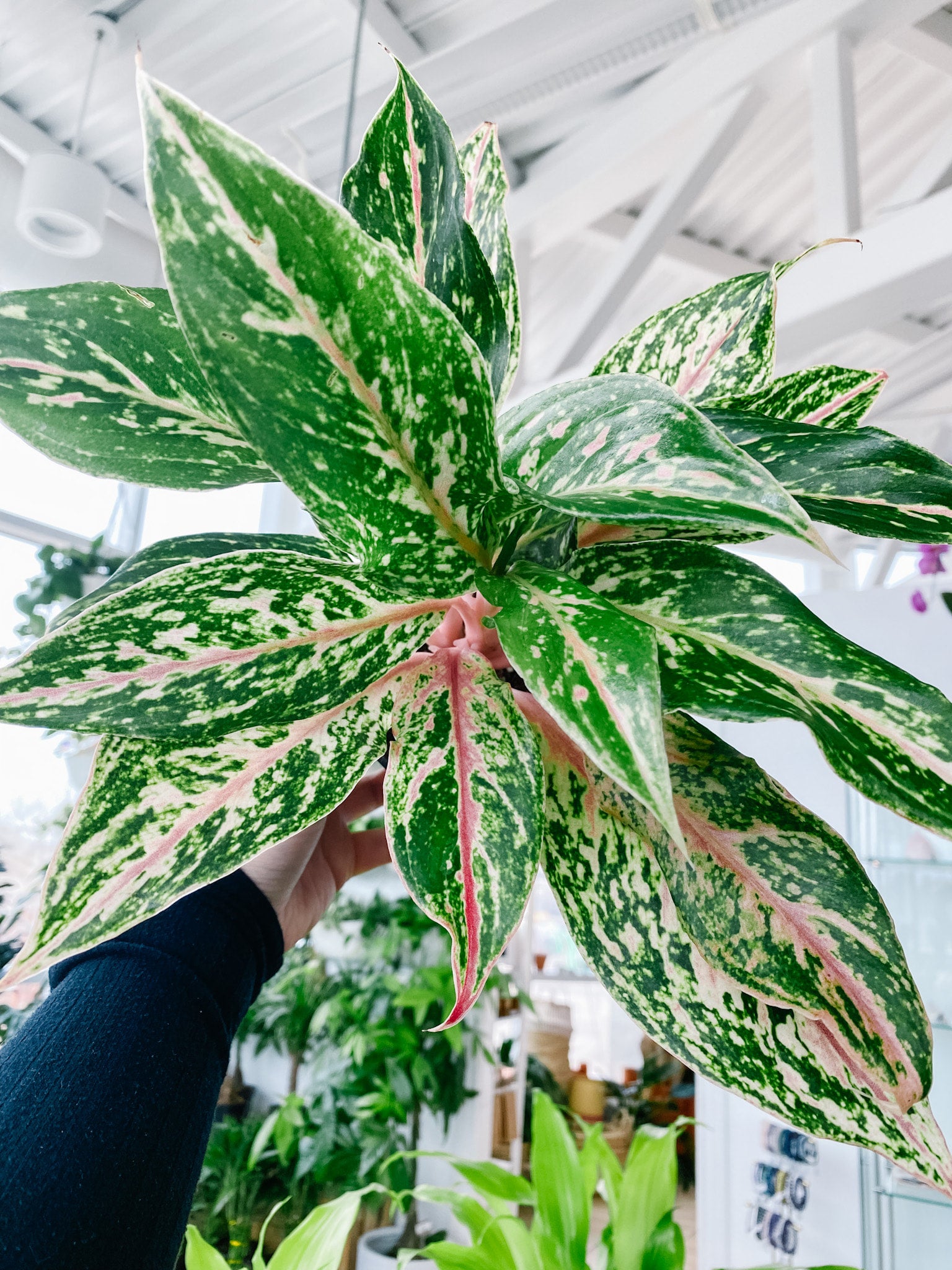 Aglaonema Dazzling Gem/Sparkling Sarah ( Chinese Evergreen) | Botaniful