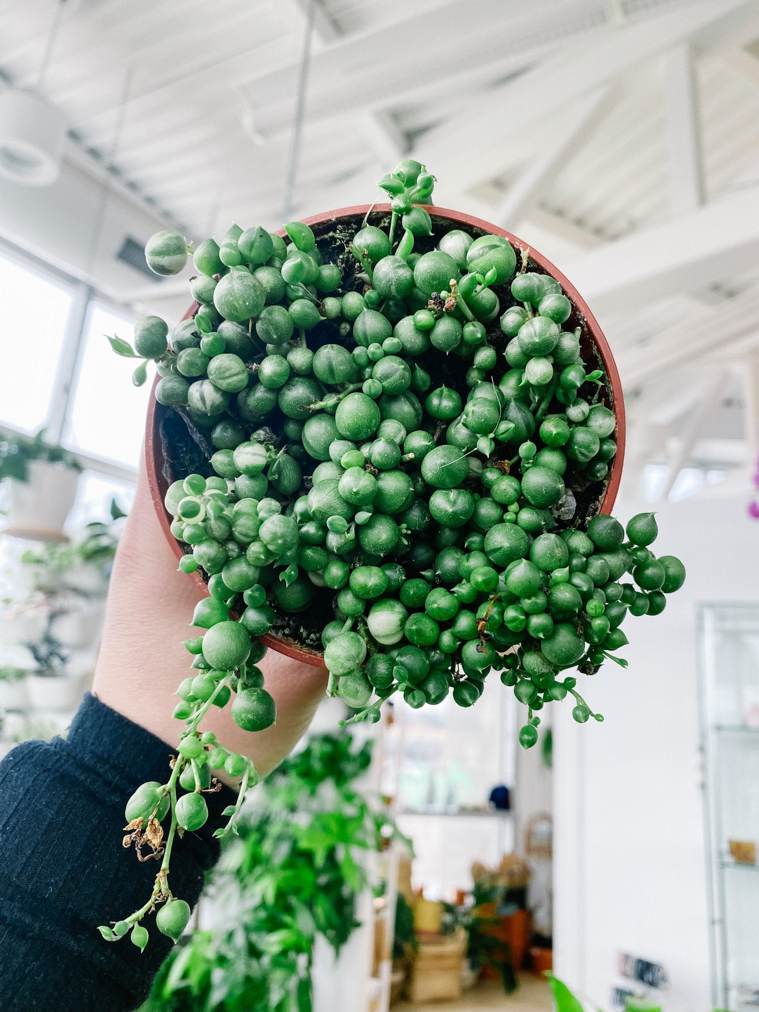 String of Pearl Marble 4" | Botaniful