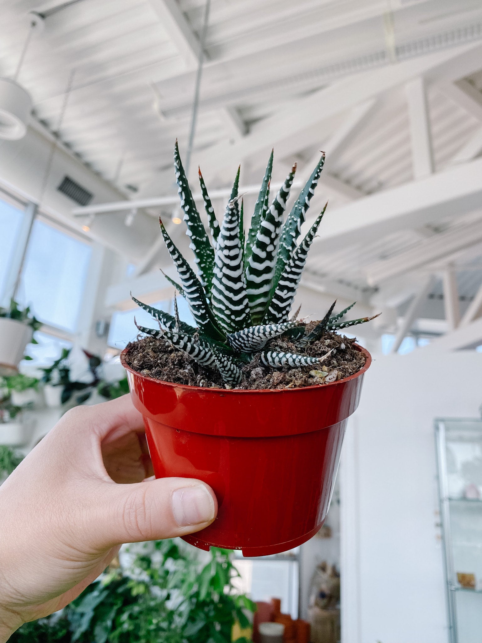 Haworthia Zebra 4 Botaniful