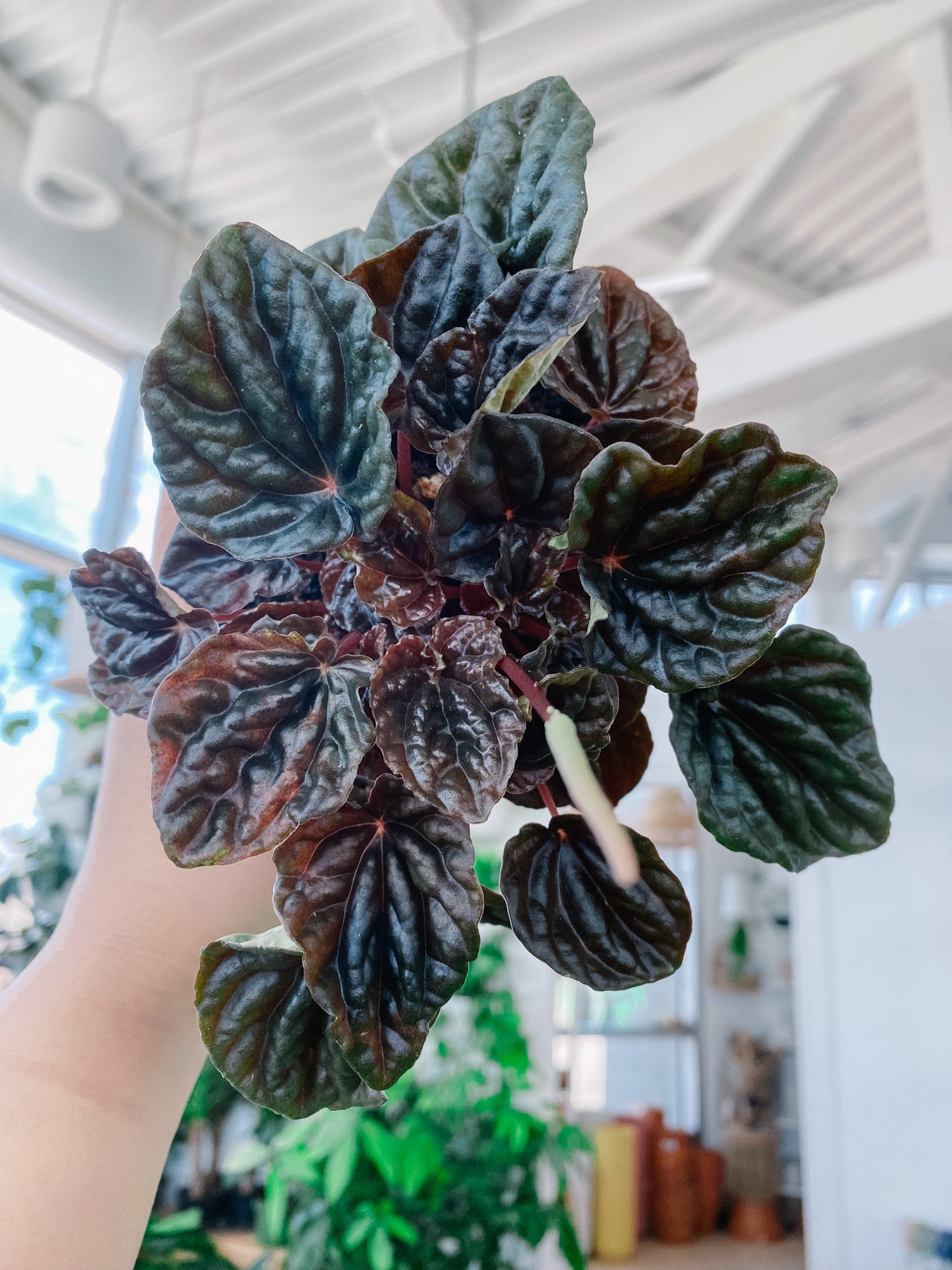 Peperomia Emerald Red Ripple 3.5" | Botaniful