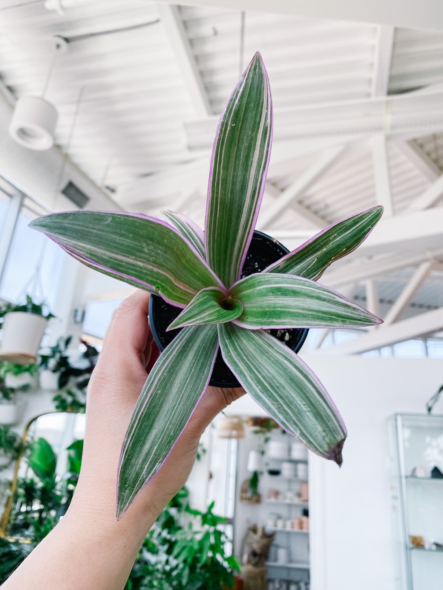 Rhoeo Spathacea Pink 4" | Botaniful