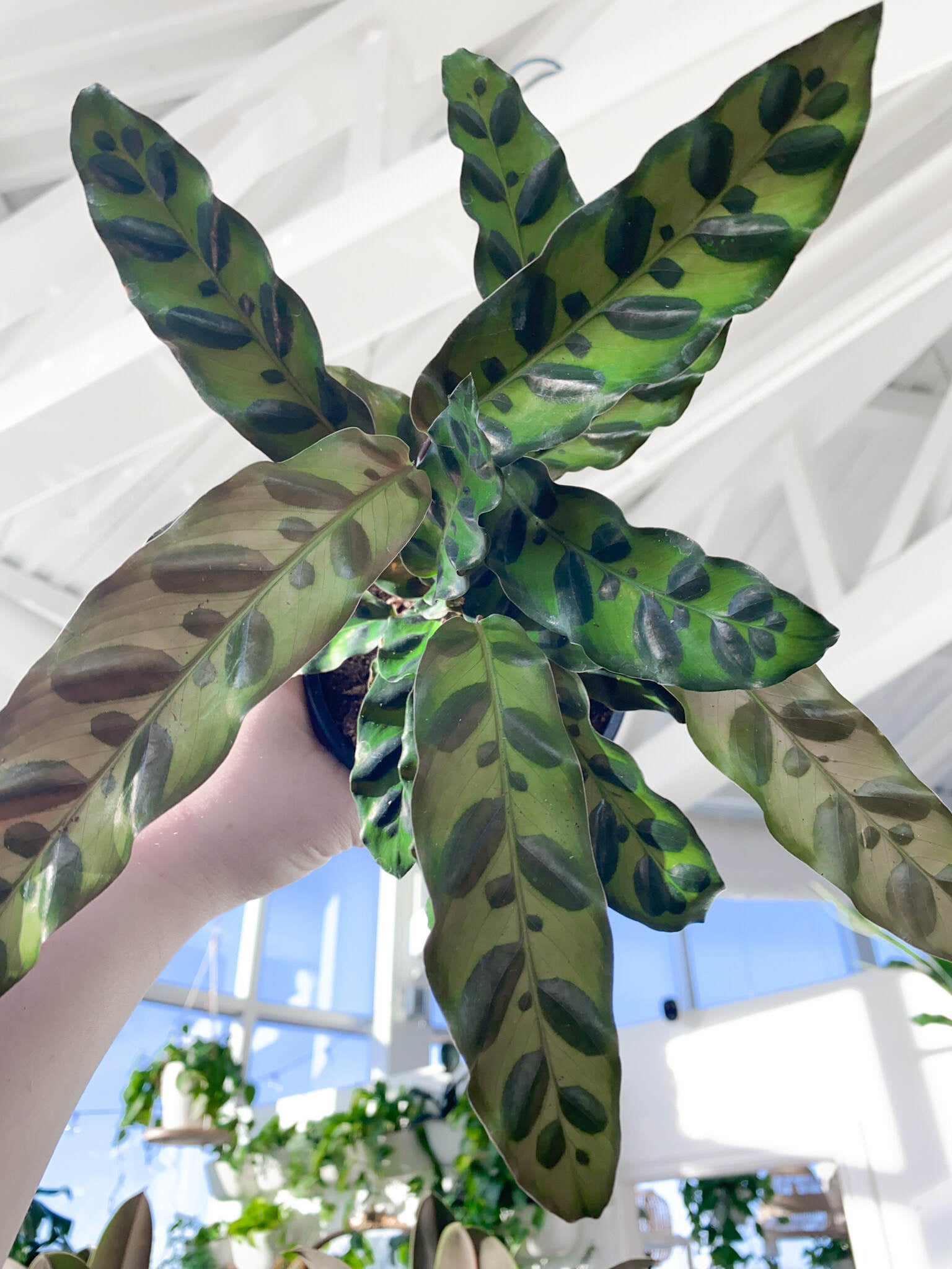 Calathea Lancifolia (Rattlesnake) | Botaniful