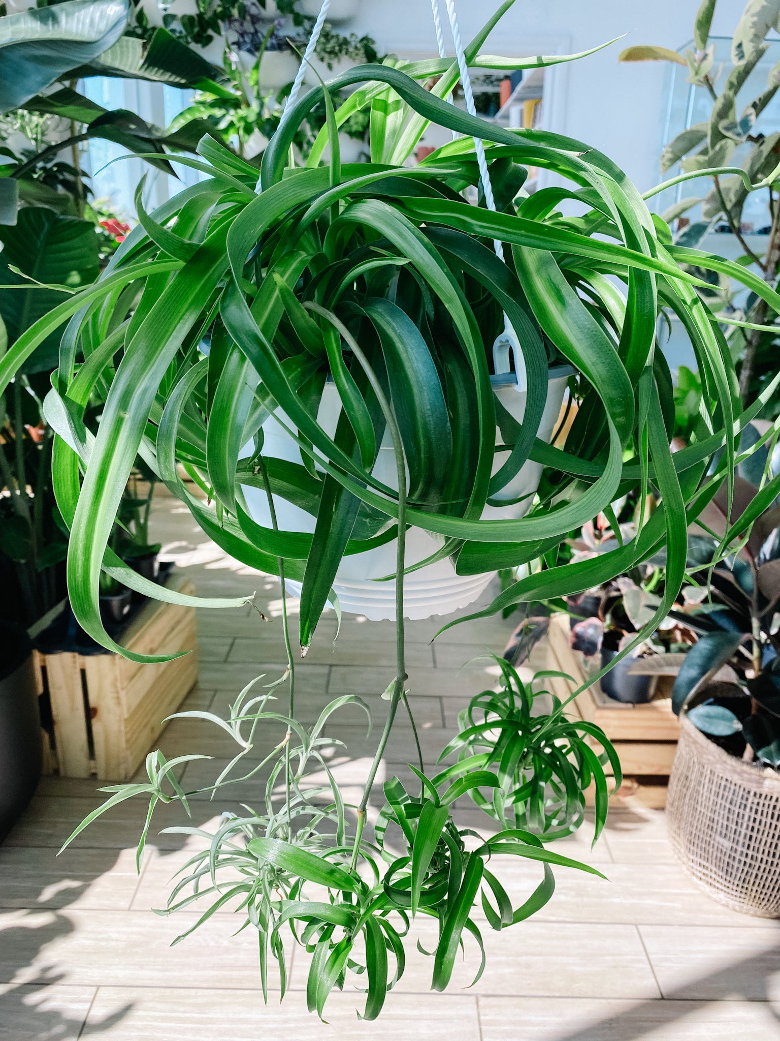 Spider Plant Curly Sue Green (Chlorphytum Comosum) | Botaniful