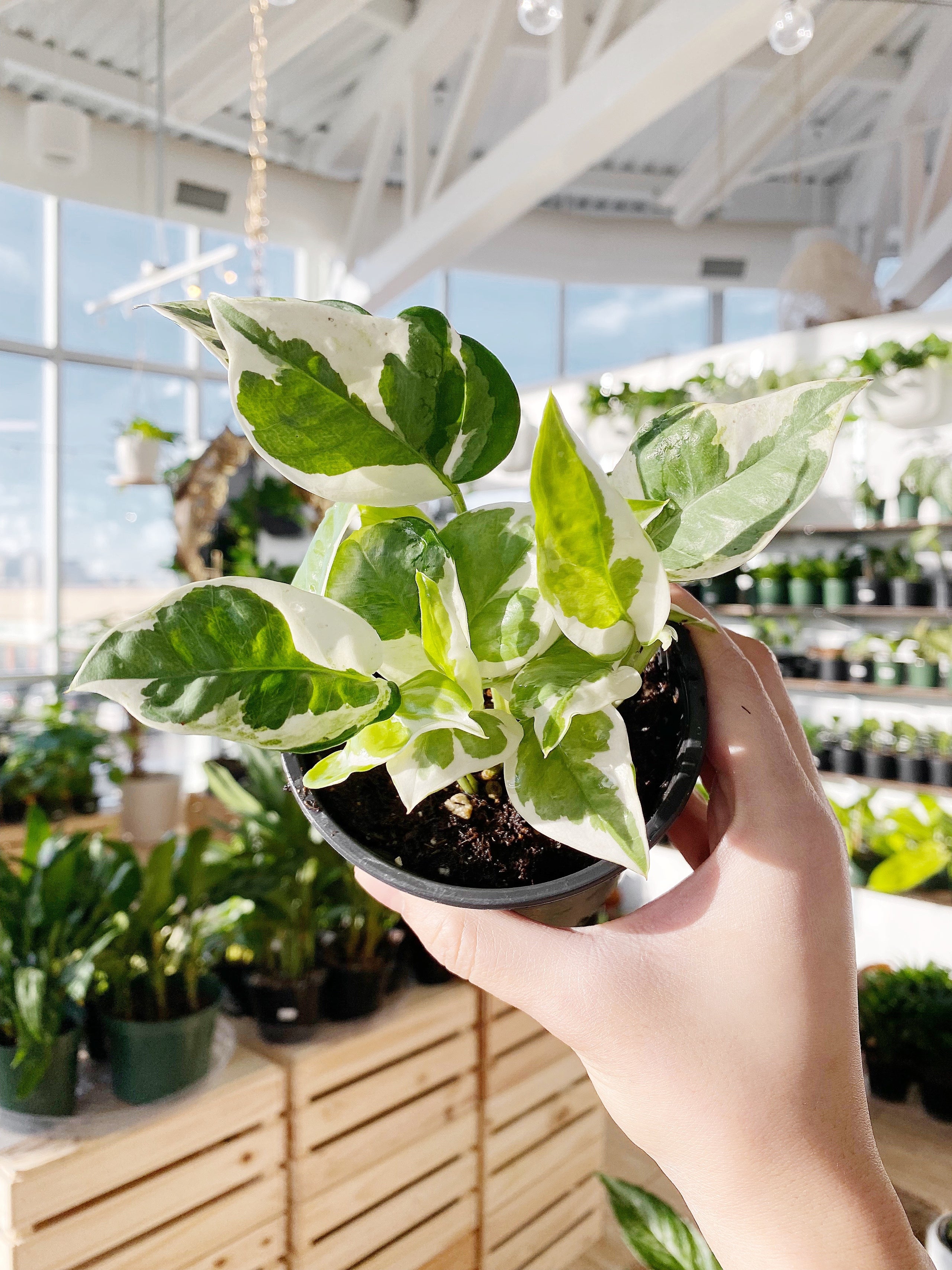Pothos n' Joy (Epipremnum Aureum) | Botaniful