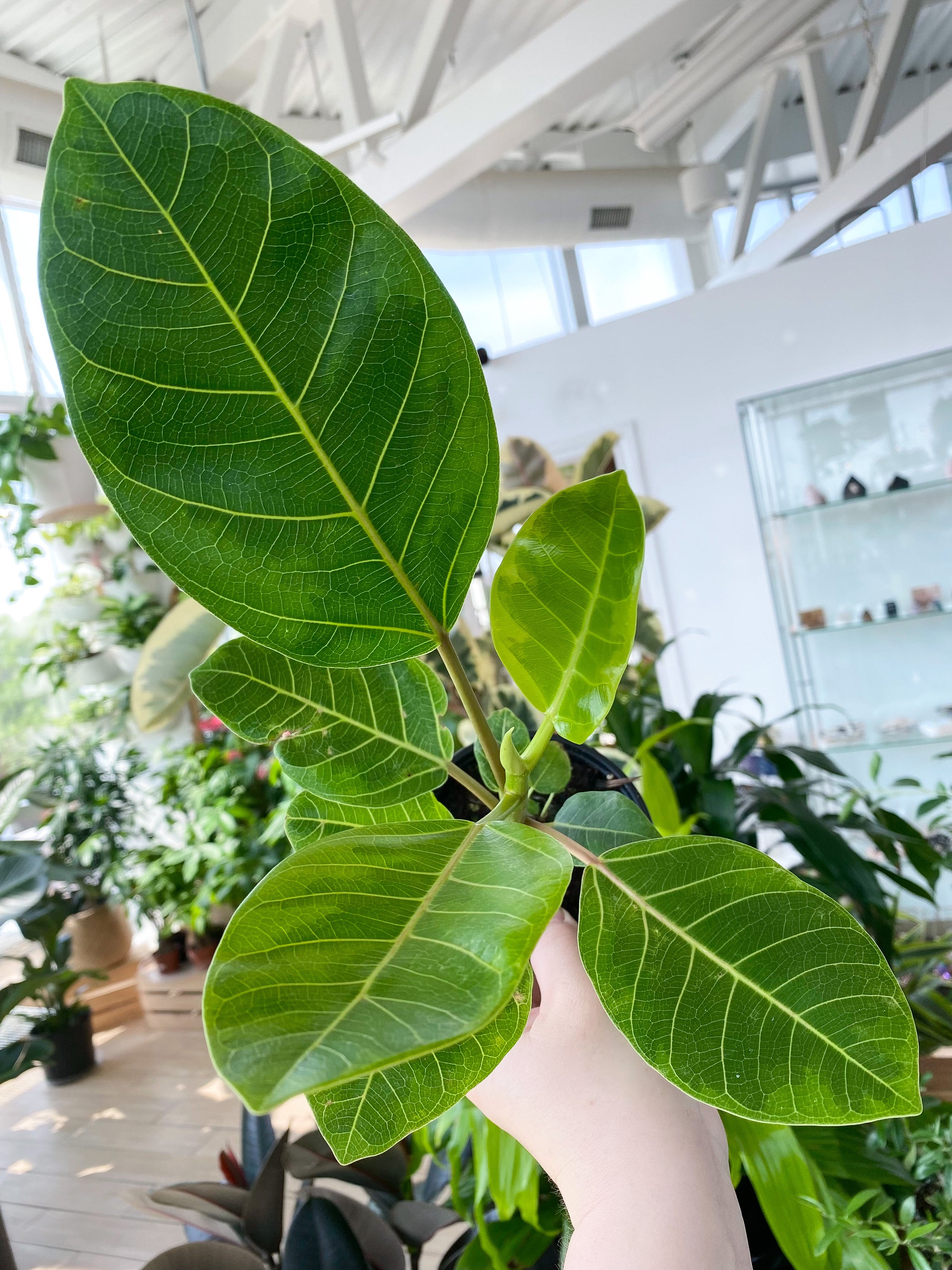 Ficus Altissima Variegated 4" | Botaniful