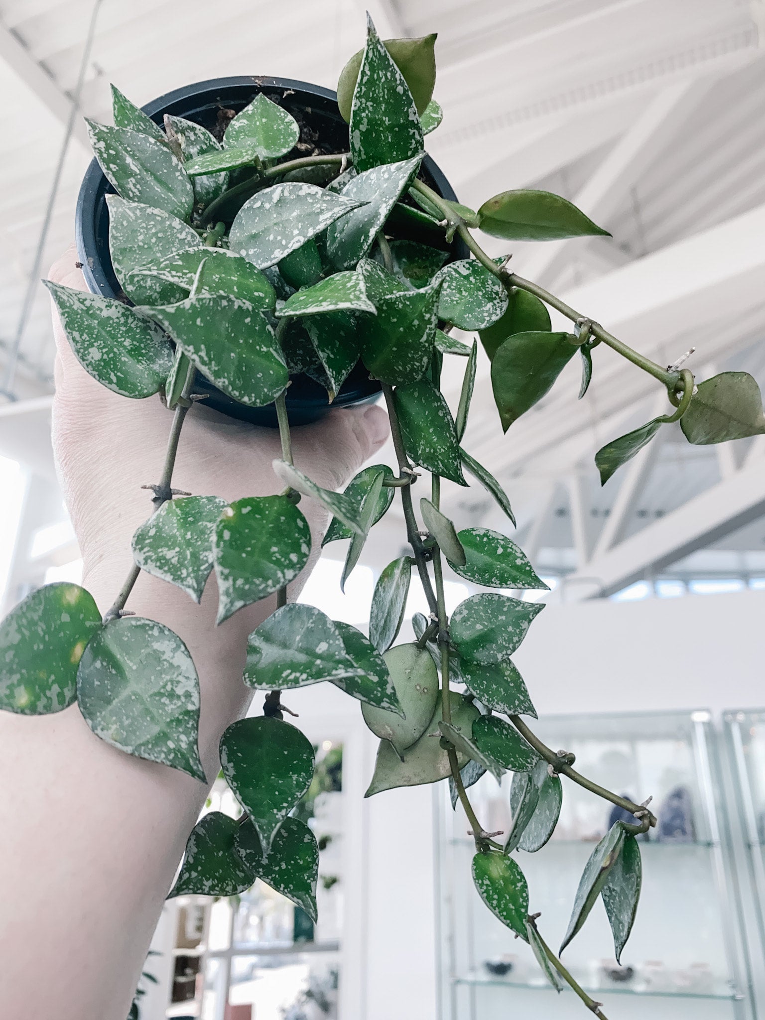 Hoya Khrohniana Silver Splash | Botaniful
