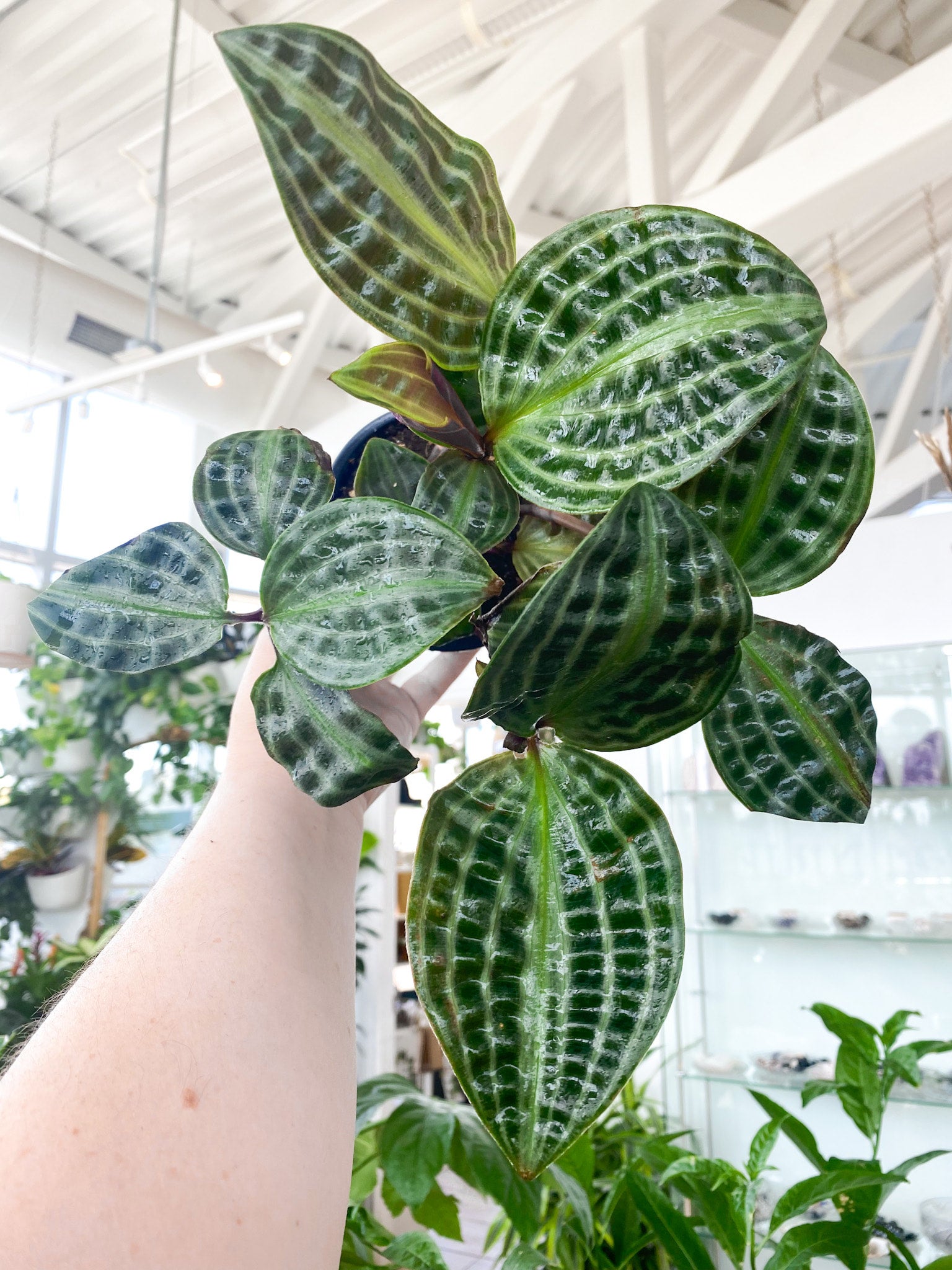 Geogenanthus Poeppigii 4" | Botaniful