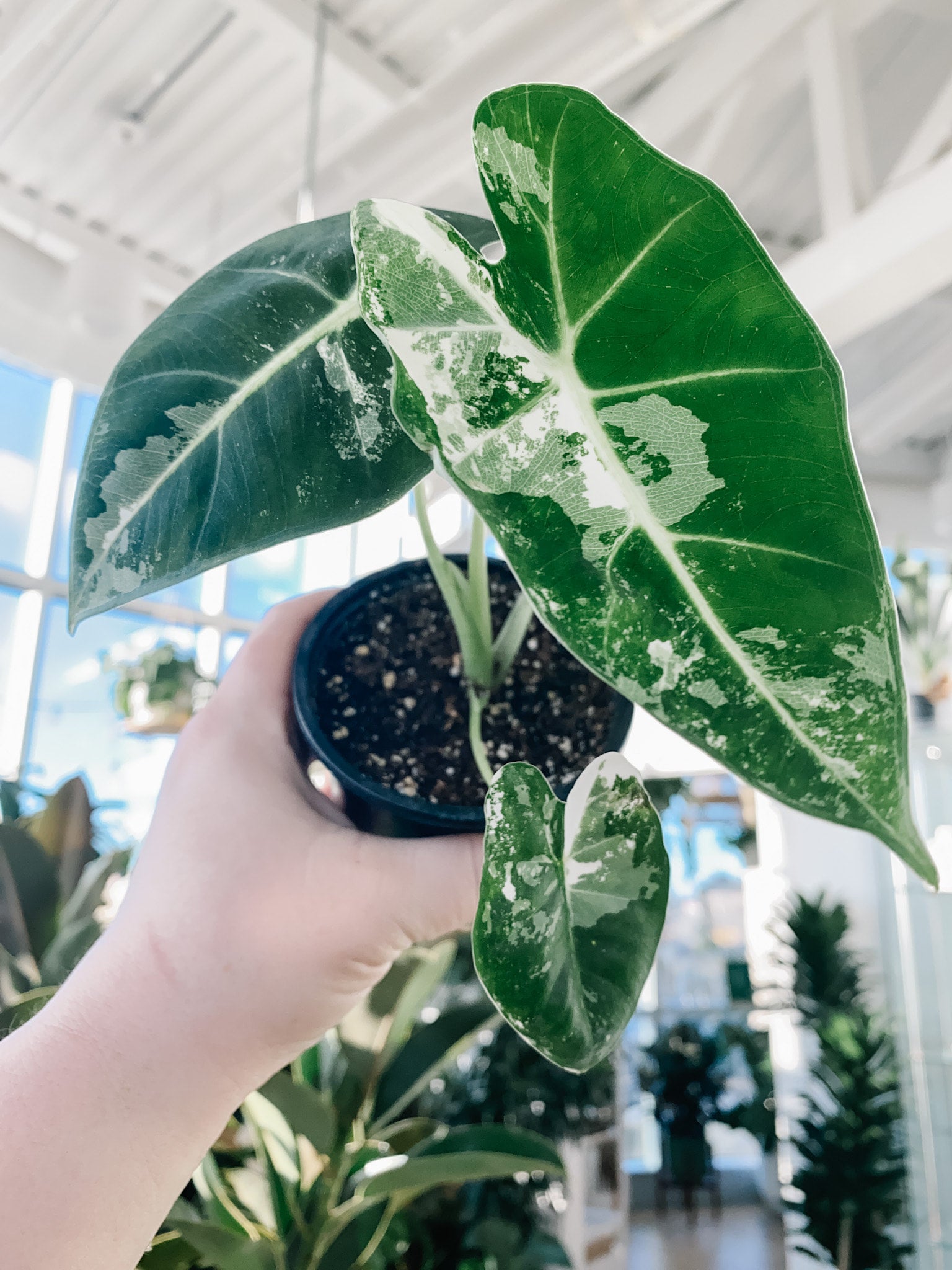 Alocasia Frydek Variegated 3.5" | Botaniful